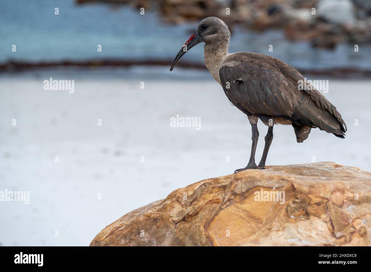 Native bird birds africa african hi-res stock photography and images ...