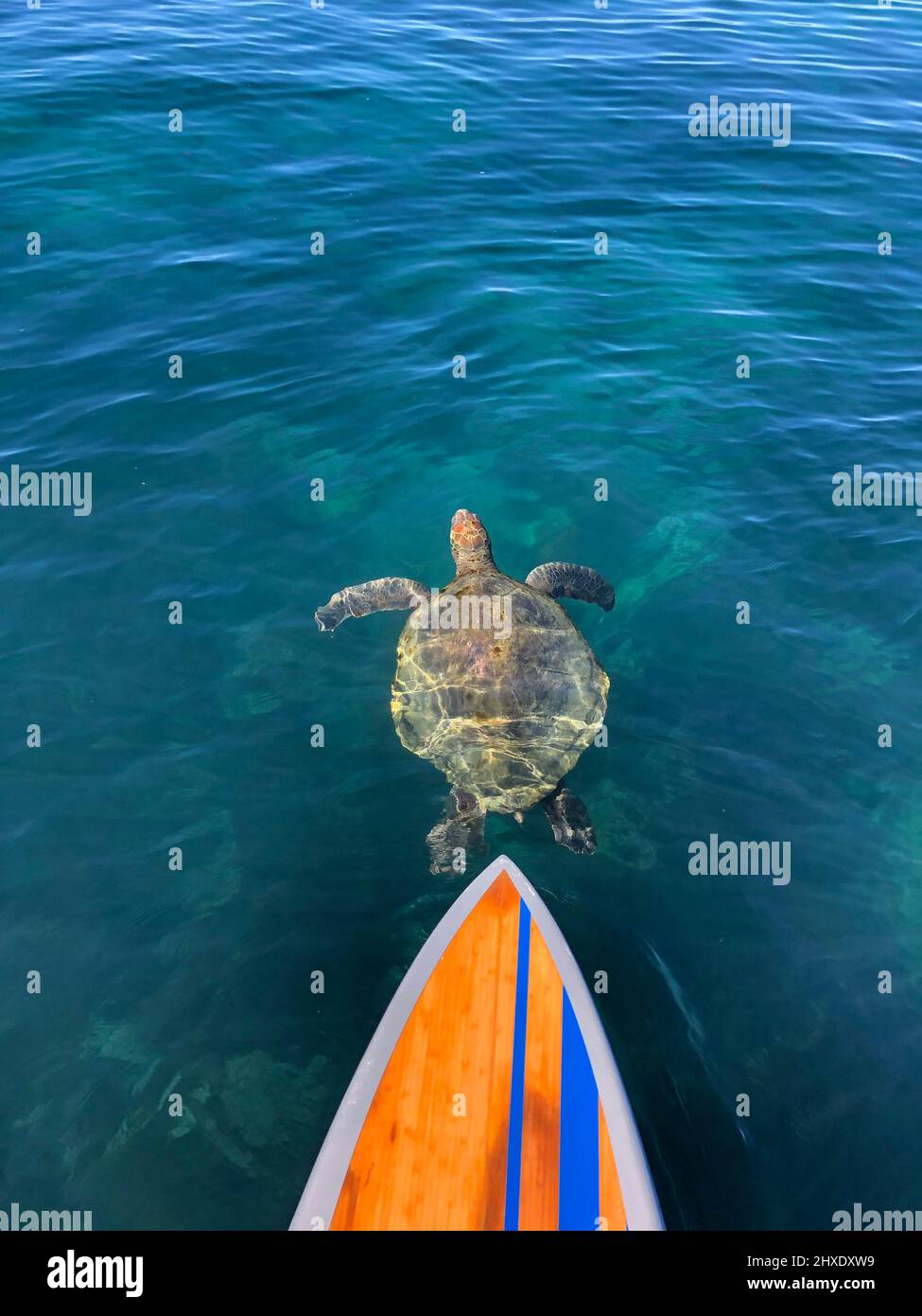 San Diego, California, USA. 12th Feb, 2022. An East Pacific green sea ...