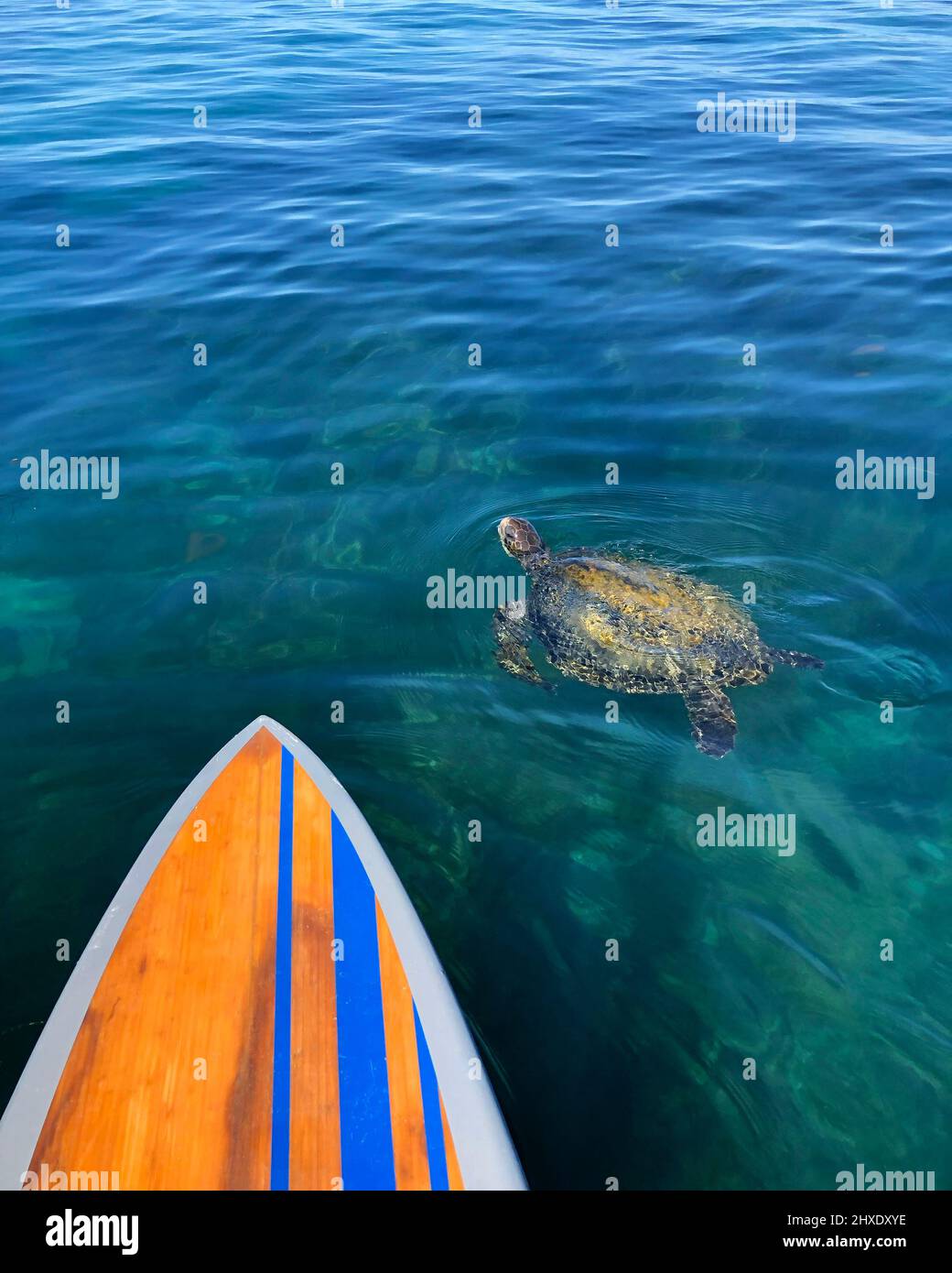 San Diego, California, USA. 12th Feb, 2022. An East Pacific green sea ...