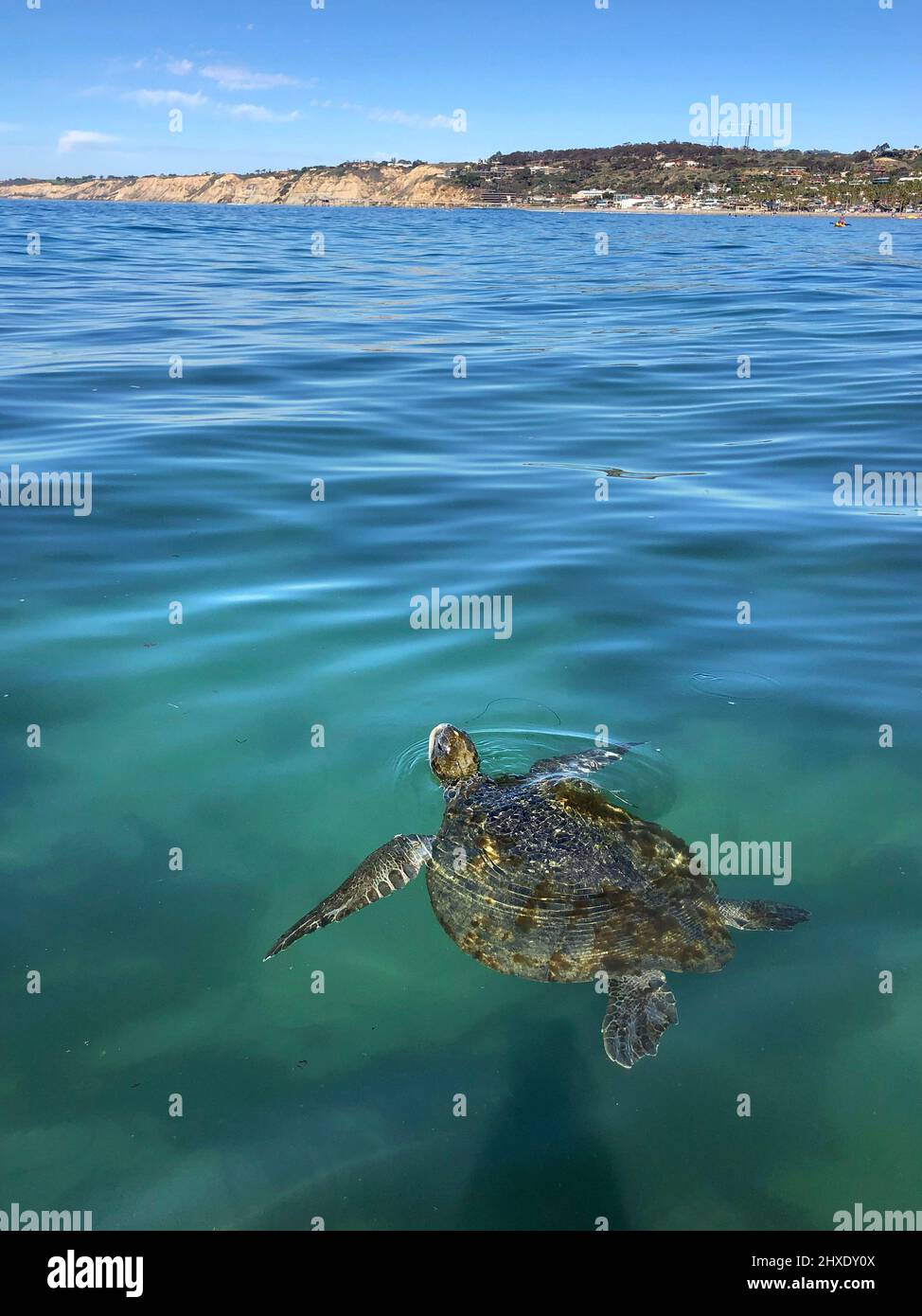 San Diego, California, USA. 28th Feb, 2022. An East Pacific green sea ...