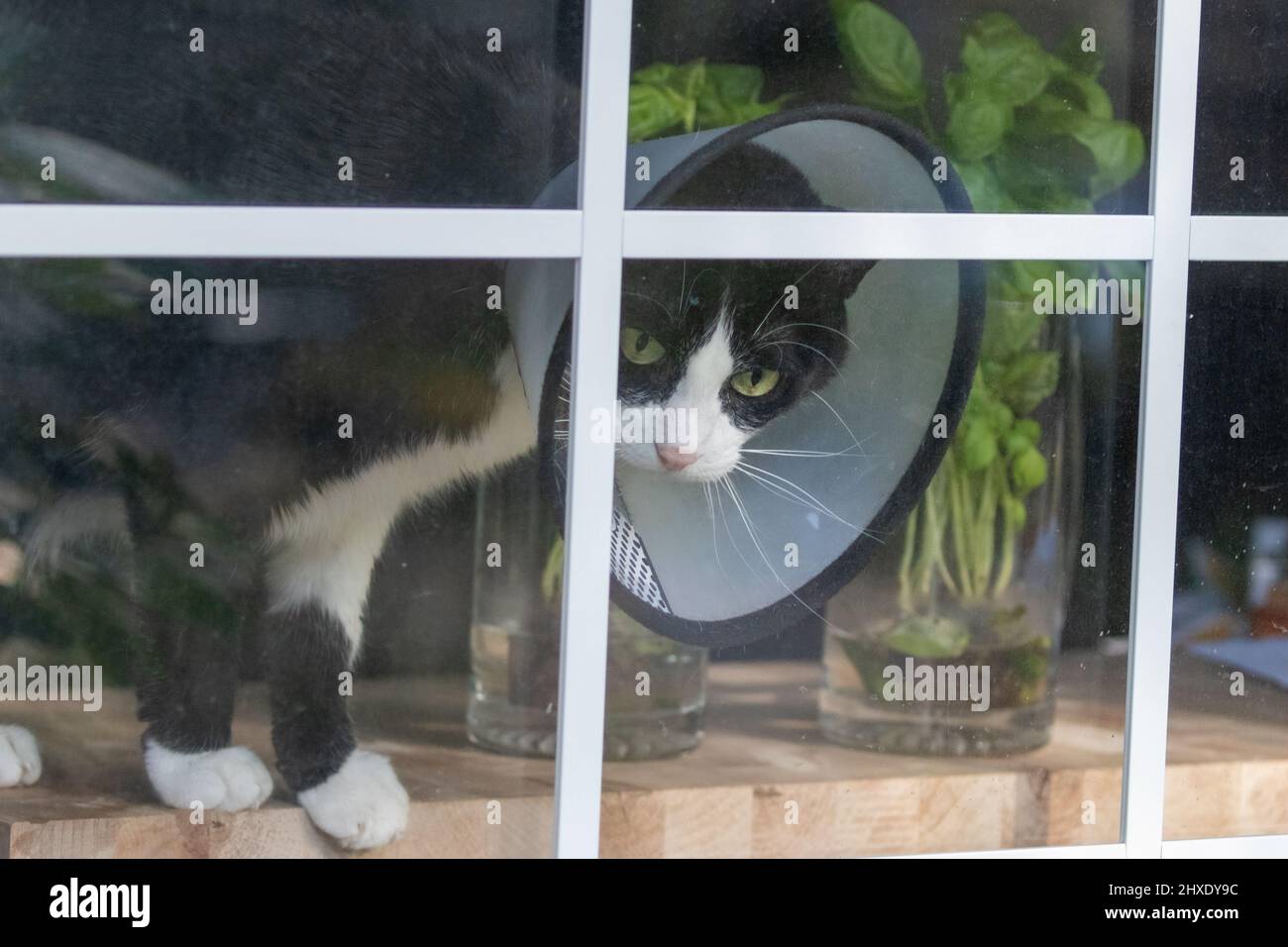 cat with a cone on looking around in sun of window sad Stock Photo - Alamy