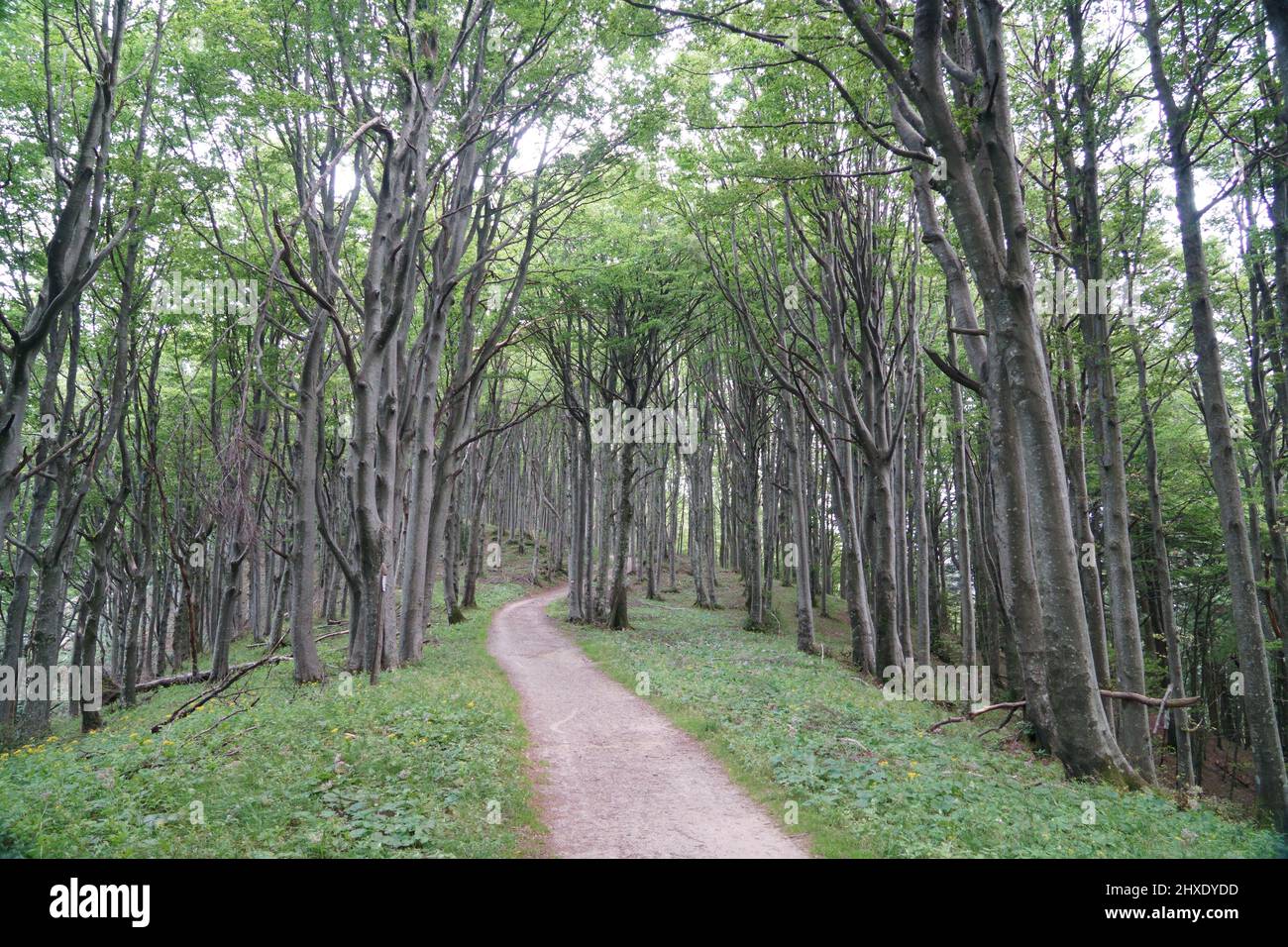 Italy woods path in hi-res stock photography and images - Alamy