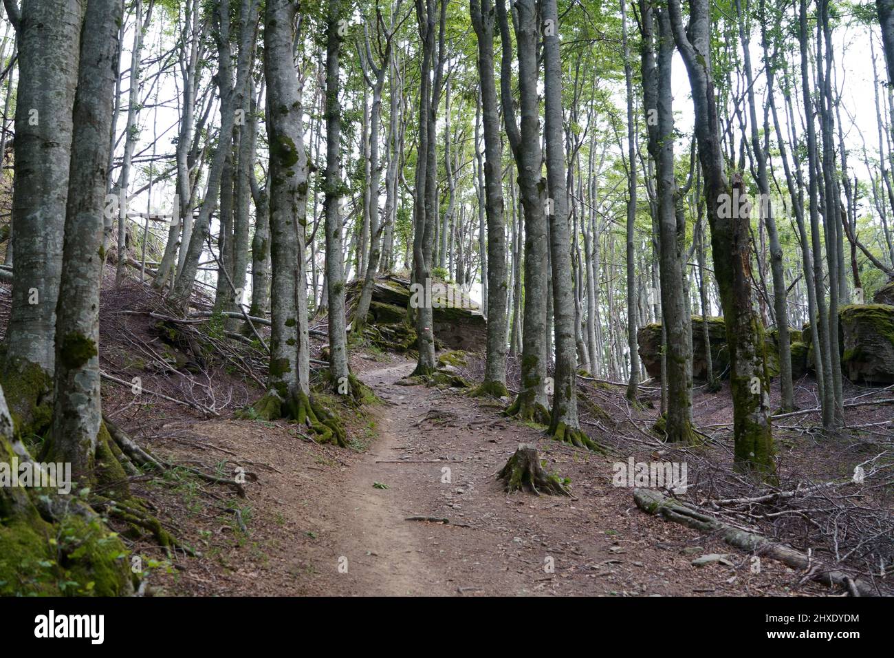 Big rock in woods hi-res stock photography and images - Alamy