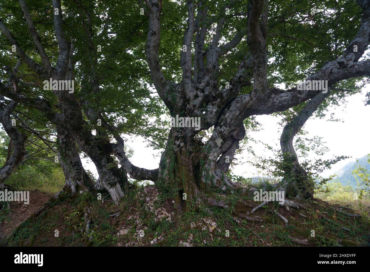 Huge old trees hi-res stock photography and images - Alamy