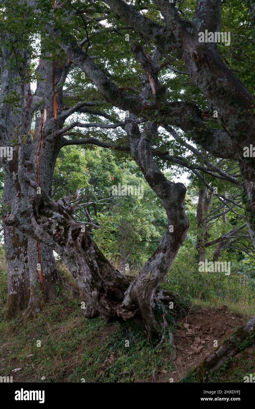 Huge old trees hi-res stock photography and images - Alamy