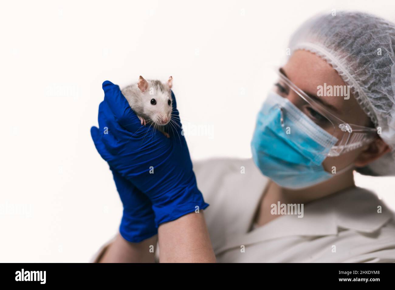 Rat in the hands of a scientist in the lab Stock Photo - Alamy