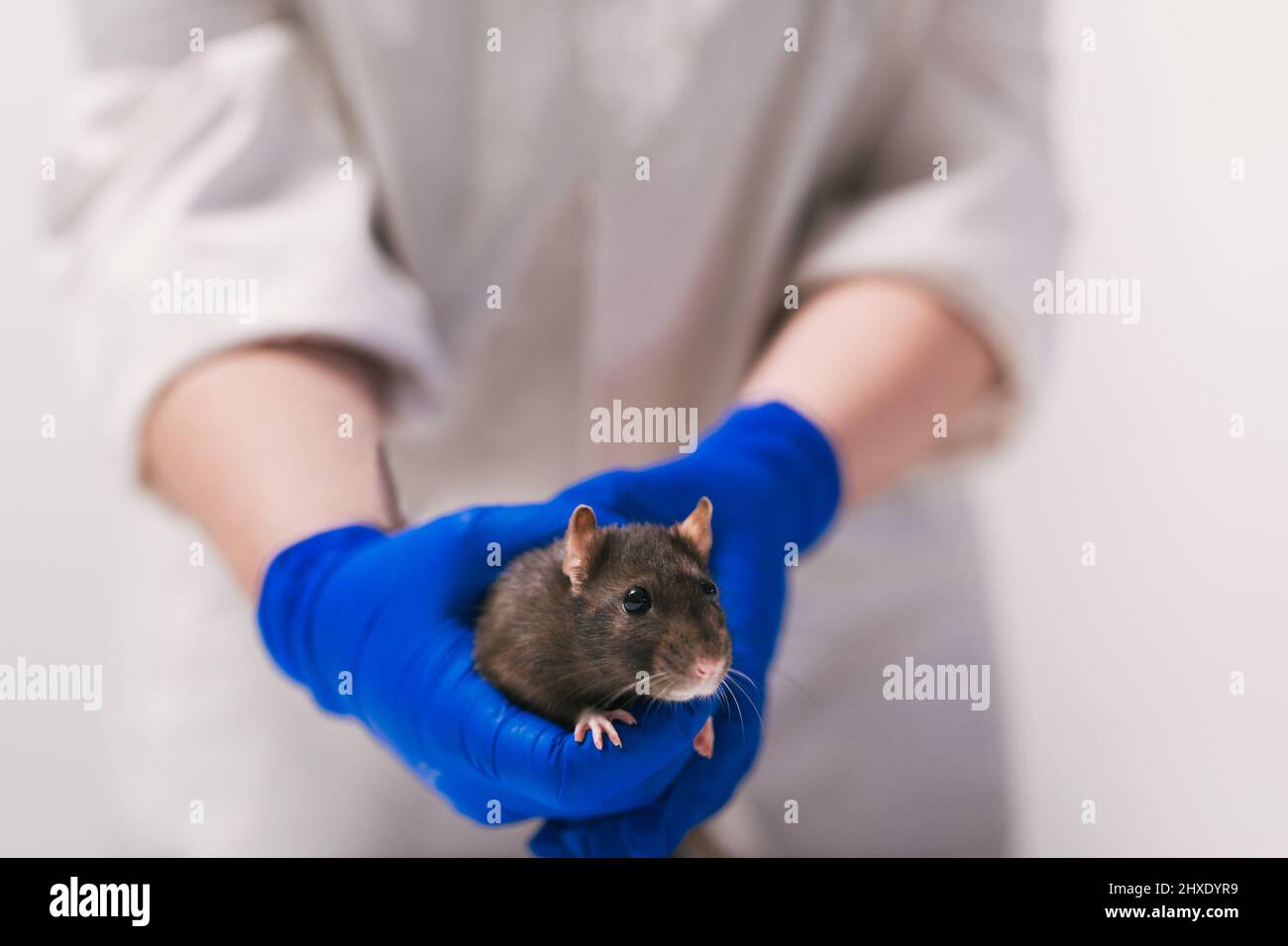Lab rat glove hi-res stock photography and images - Alamy
