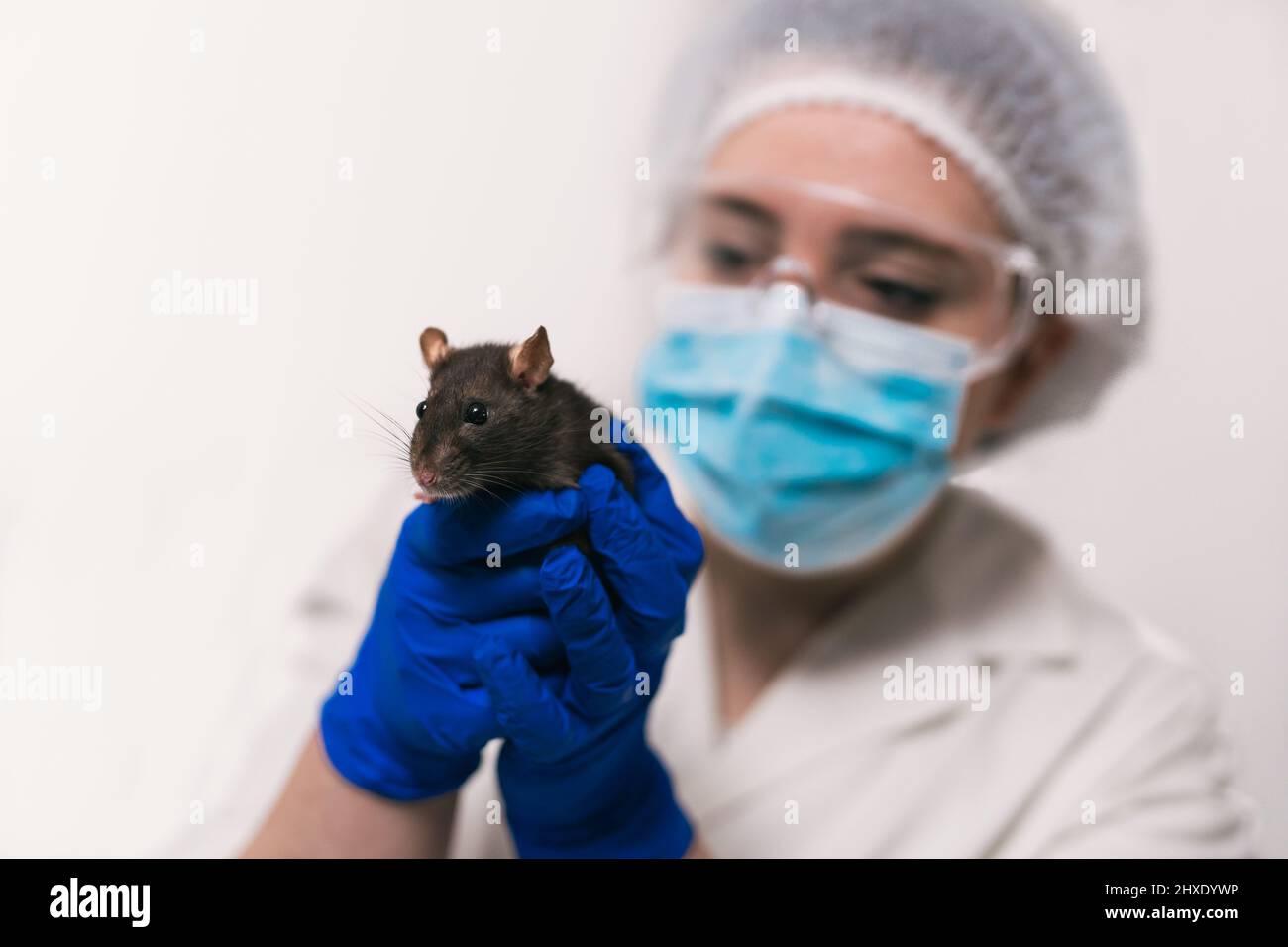 Lab rat glove hi-res stock photography and images - Alamy