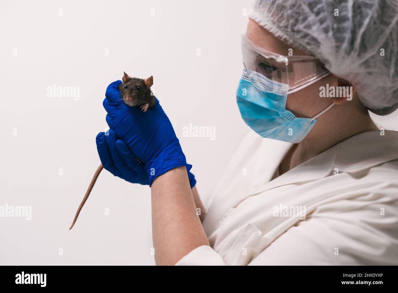 Lab rat glove hi-res stock photography and images - Alamy