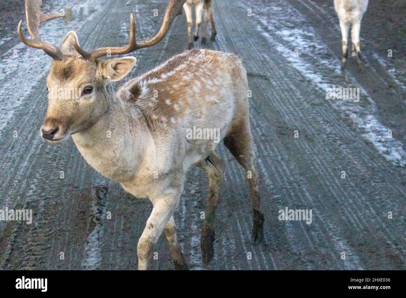 small reindeer walking on muddy roads in mild pacific northwest winter ...