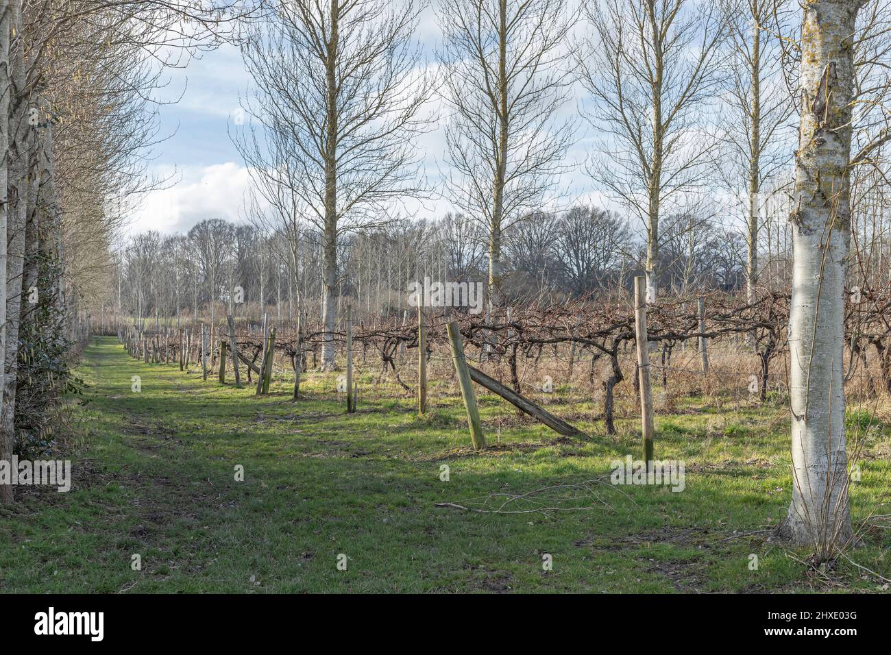 English vineyard with trees being used as wind breaks and tall trained ...
