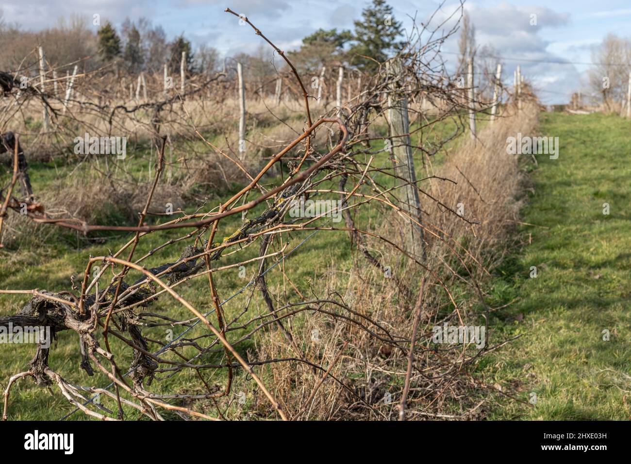 Close up of un pruned and untrained vine branches in a spring vineyard ...