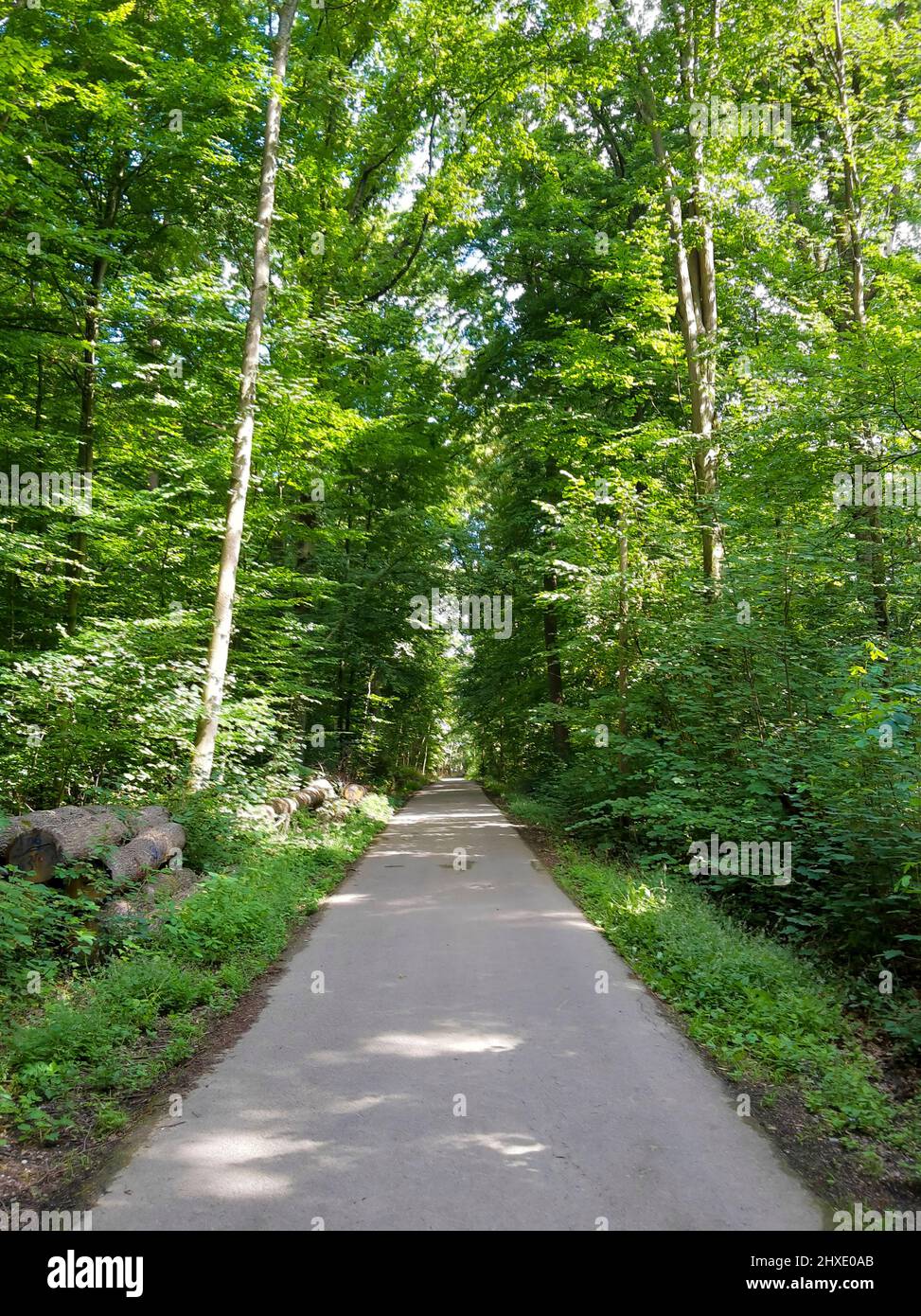 Forest path at sunshine hi-res stock photography and images - Alamy