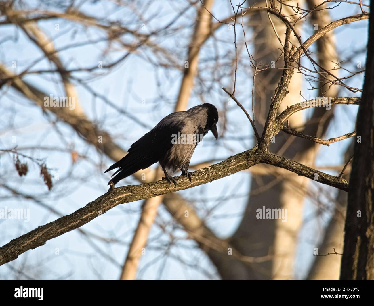 Raven crow sitting on tree hi-res stock photography and images - Alamy