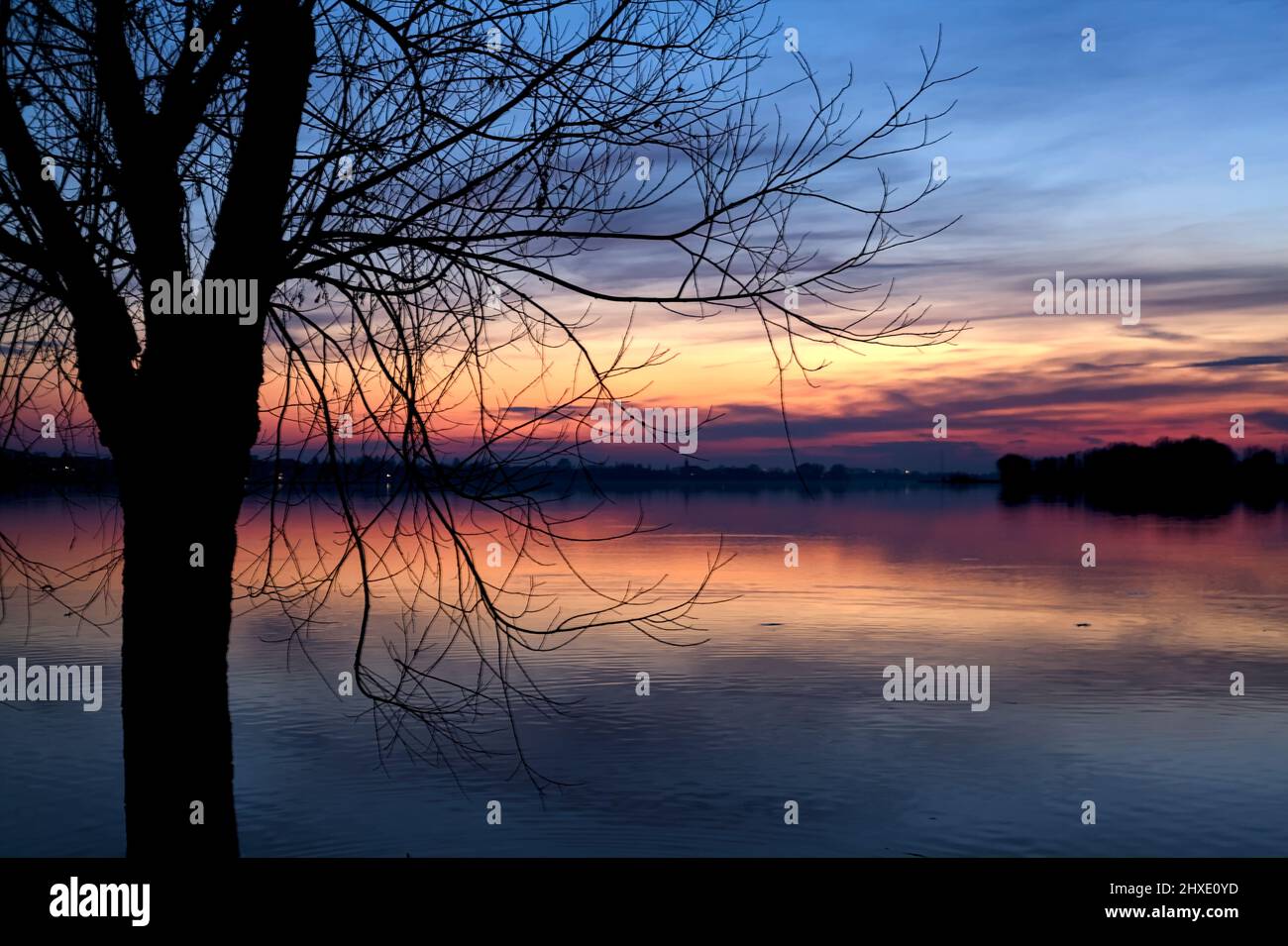 Trees by the shore of a lake at sunset with swans and mallards Stock ...