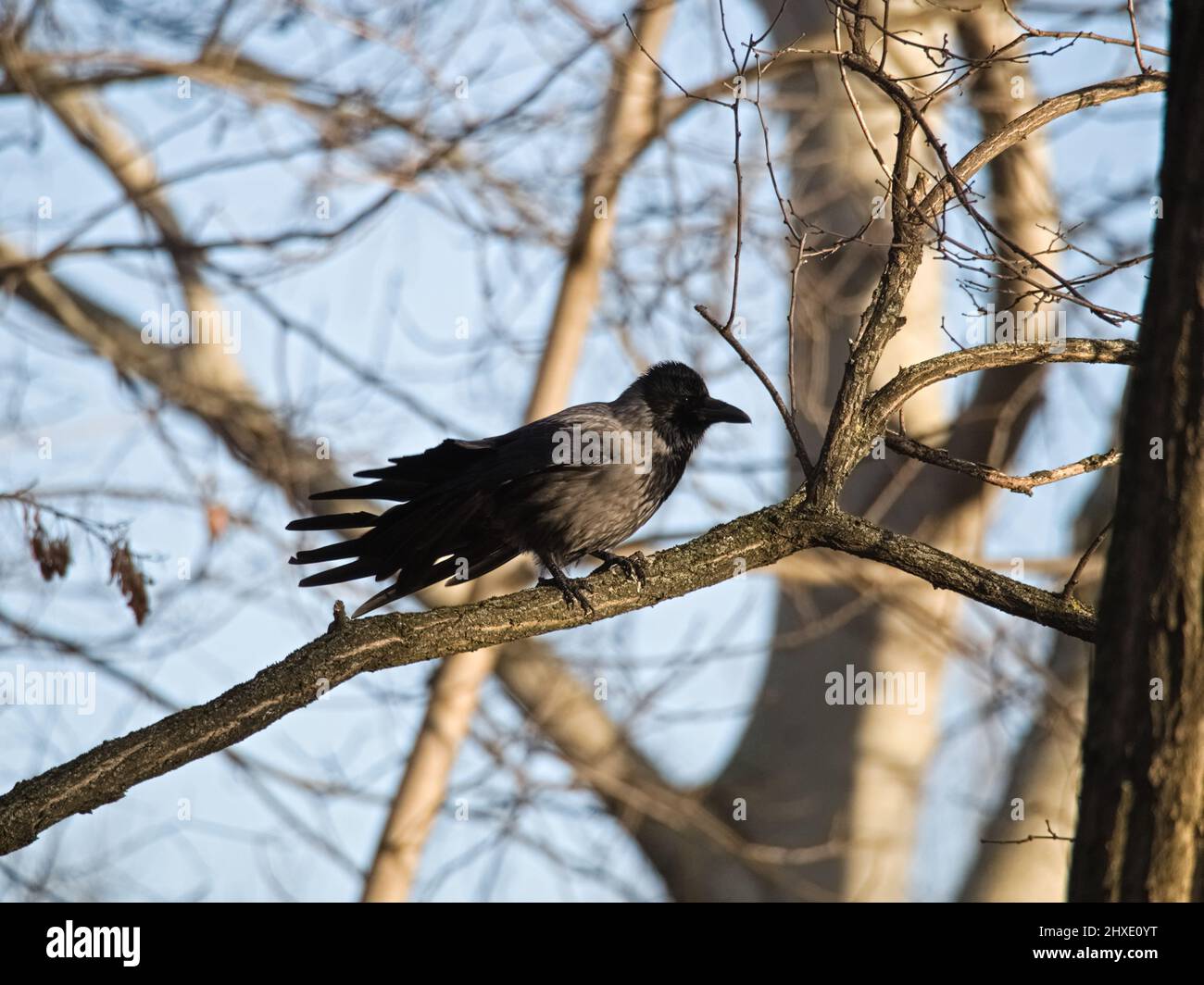 Crow wing dark hi-res stock photography and images - Alamy