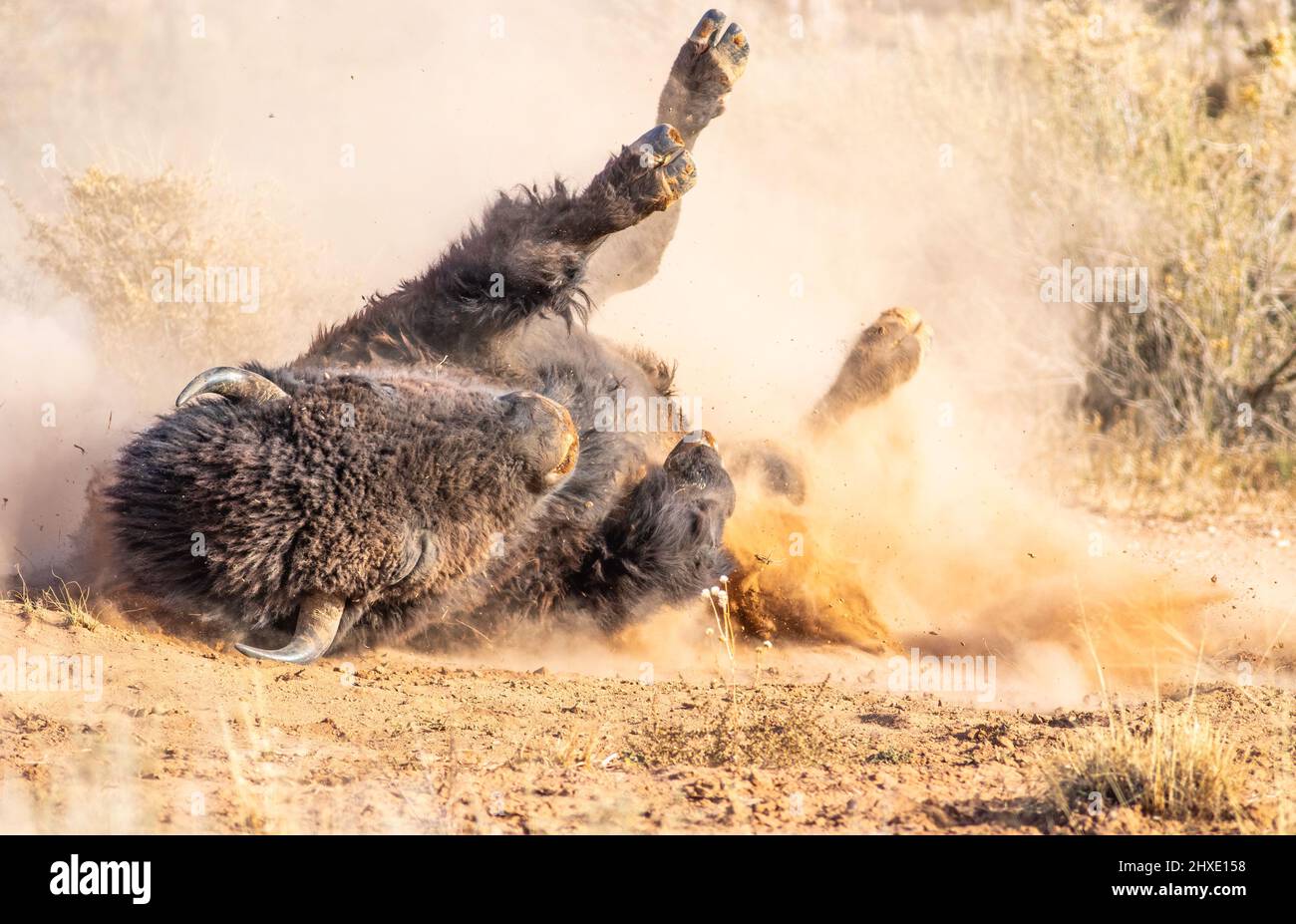 A large american bison enjoying a dust bath in the arid scrub desert ...