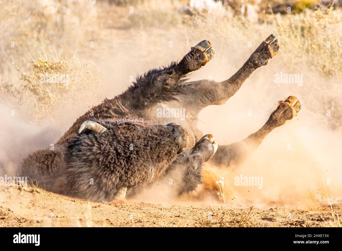 A large american bison enjoying a dust bath in the arid scrub desert ...