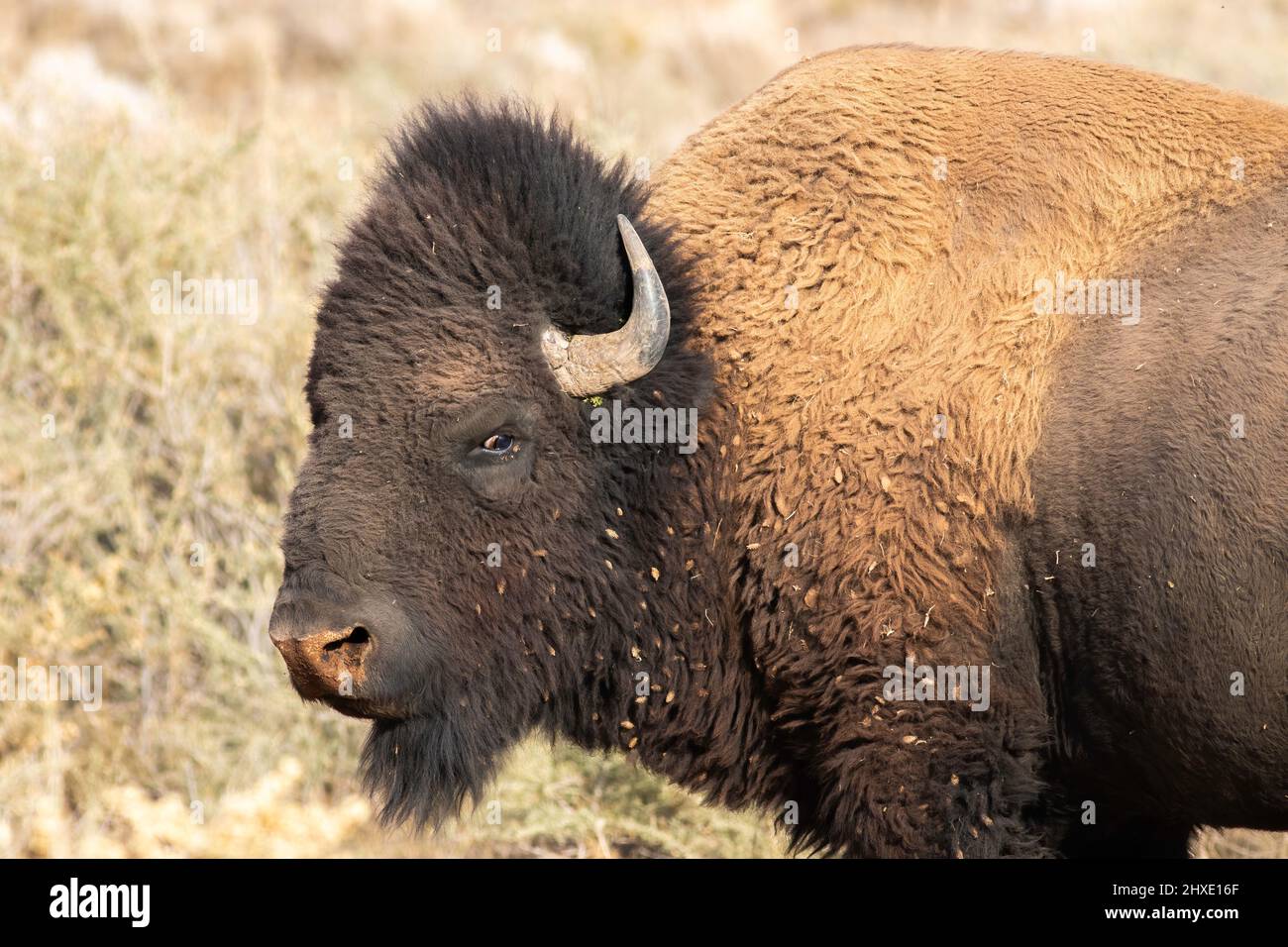 A large american bison enjoying a dust bath in the arid scrub desert ...