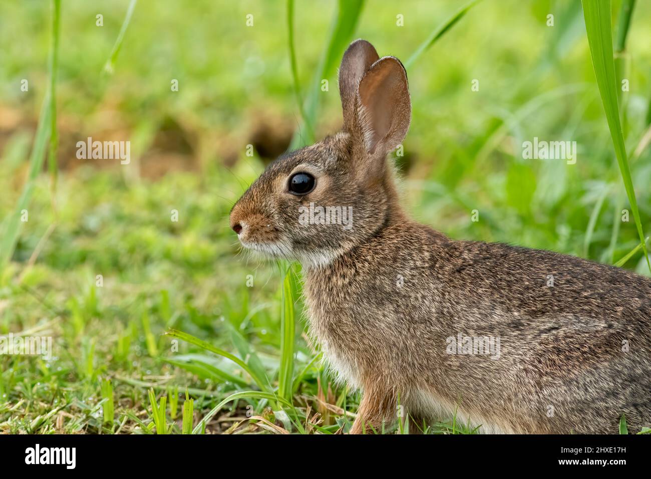 An eastern cottontail rabbit sits at the edge of tall grass feeding on ...