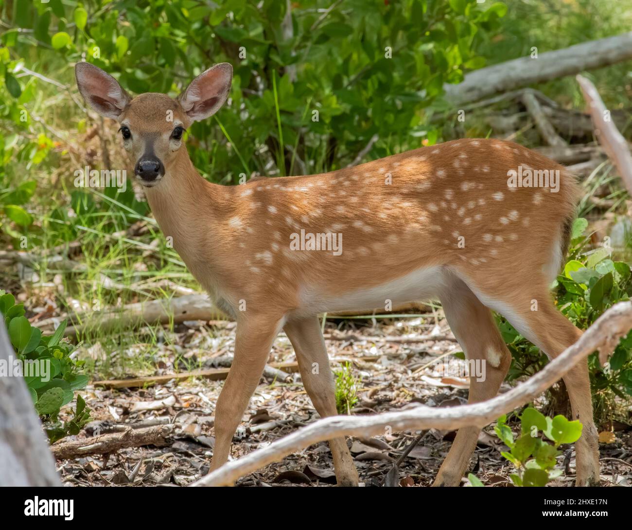 A baby fawn key deer in the florida keys watches through the mangrove ...