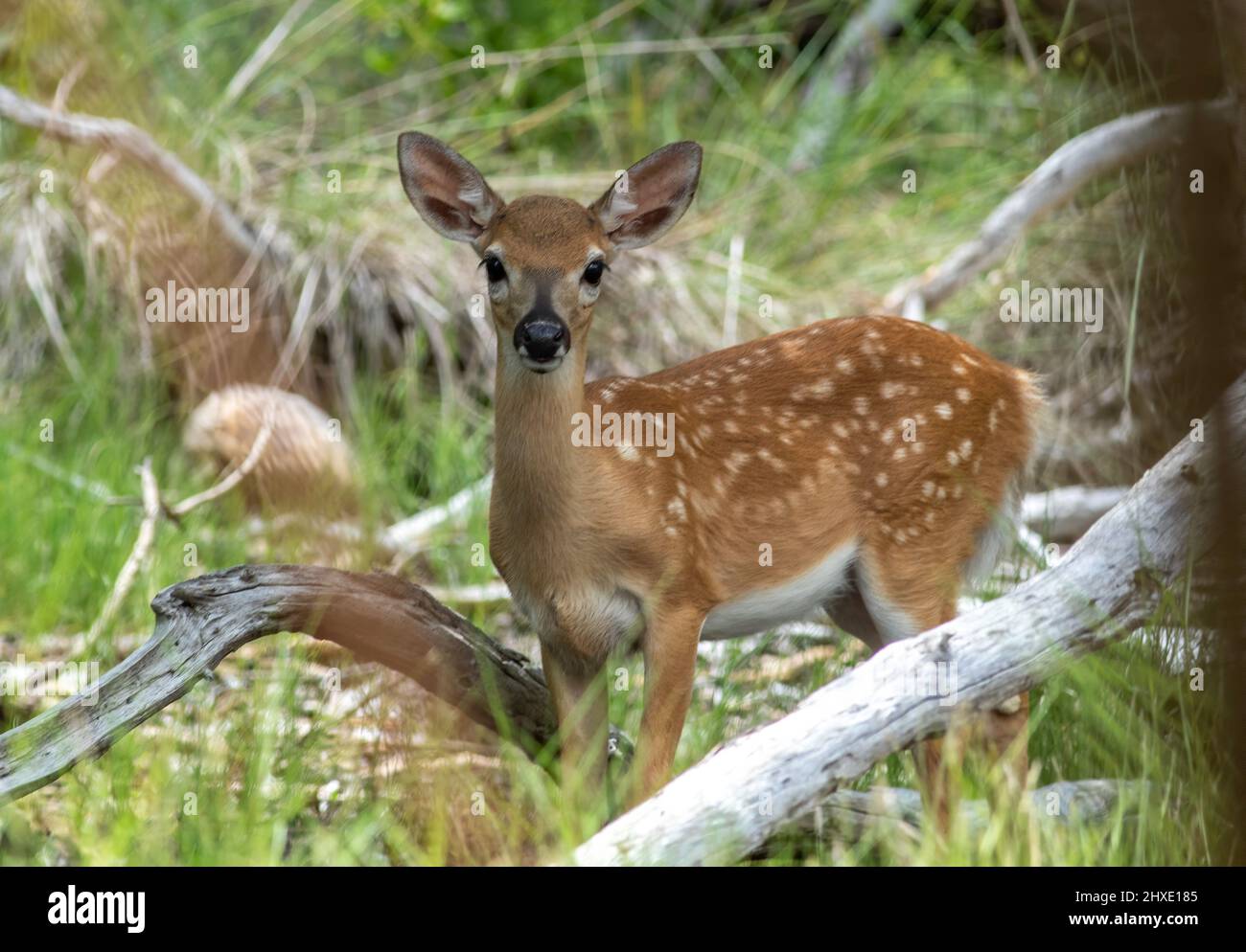 A baby fawn key deer in the florida keys watches through the mangrove ...