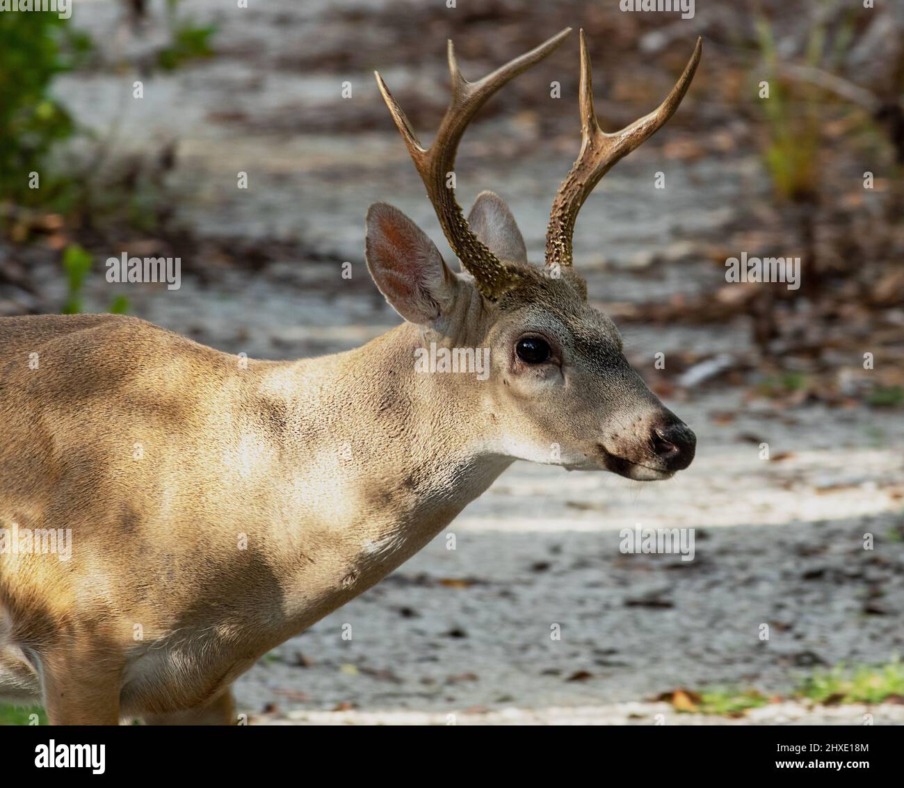 A buck male key deer walks through big pine key in the florida keys ...