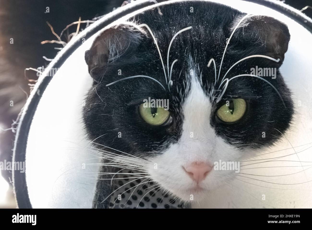 cat with cone on looking around in sun of window Stock Photo - Alamy