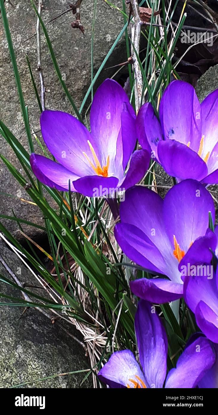One of the early flowers of Spring in Northern England. This is purple ...