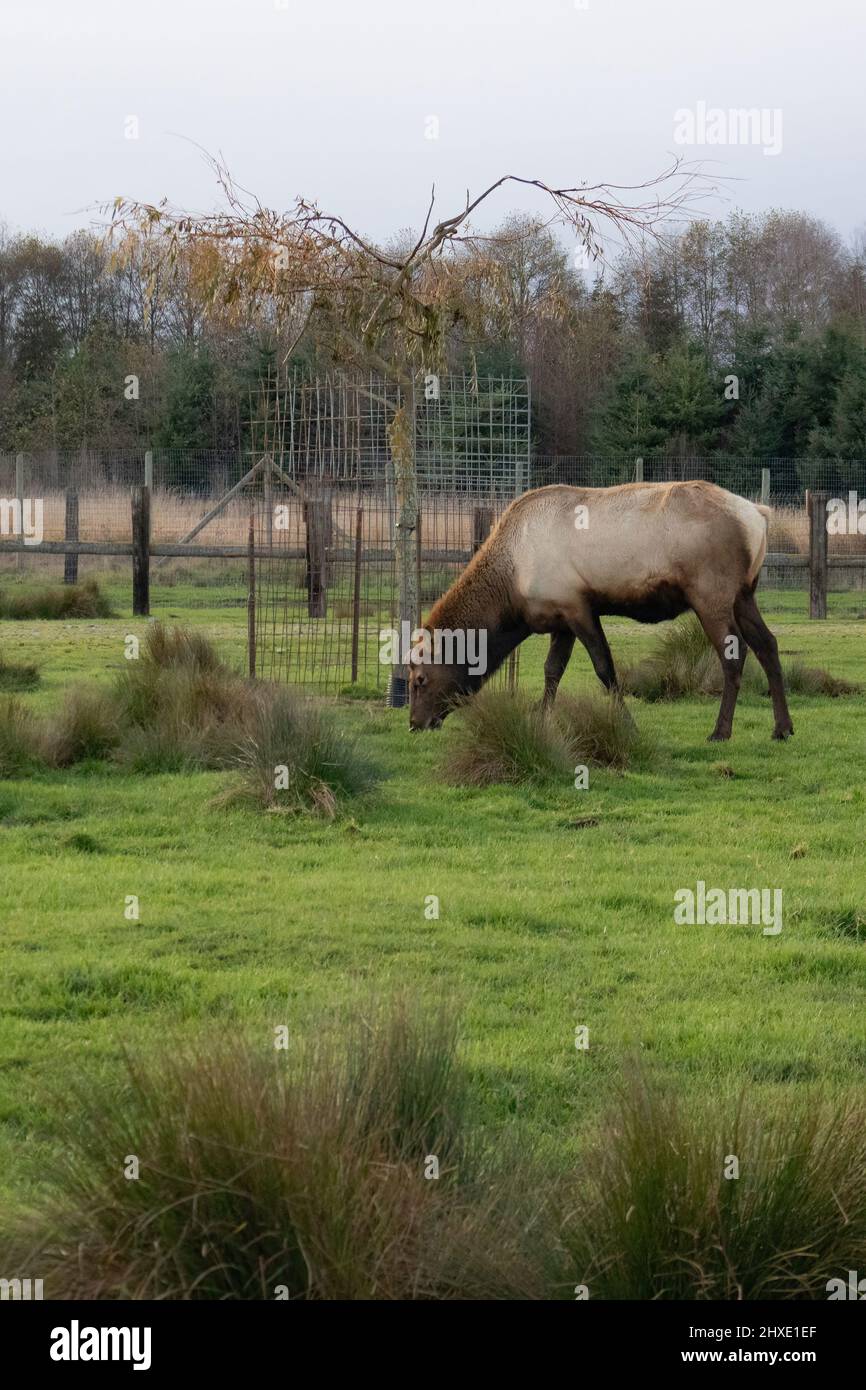 Elk animal group in meadow field hi-res stock photography and images ...