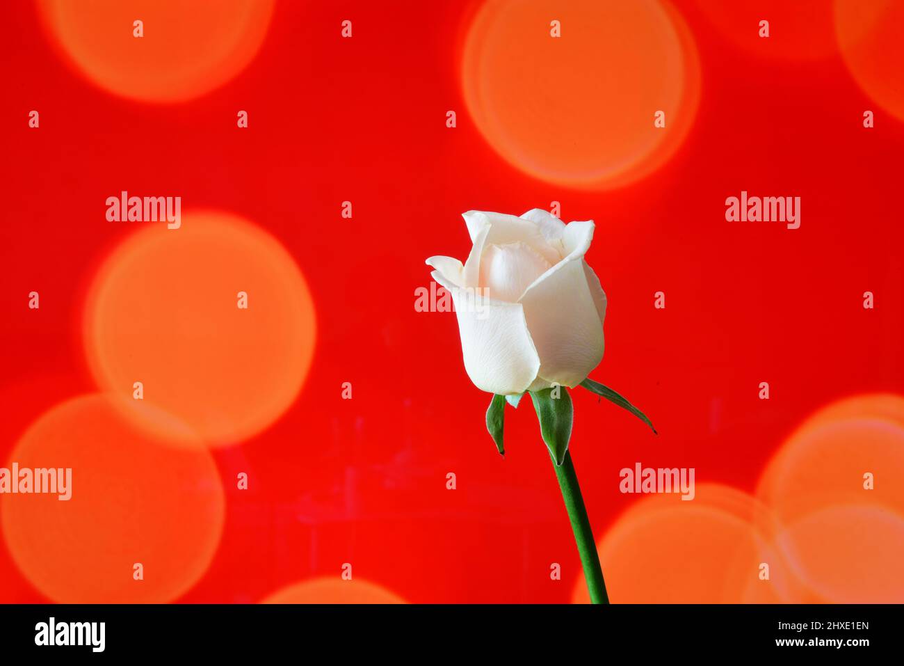 A red rose on simple background Stock Photo - Alamy