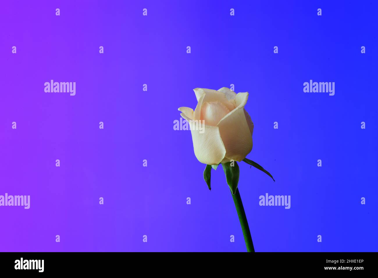 A red rose on simple background Stock Photo - Alamy