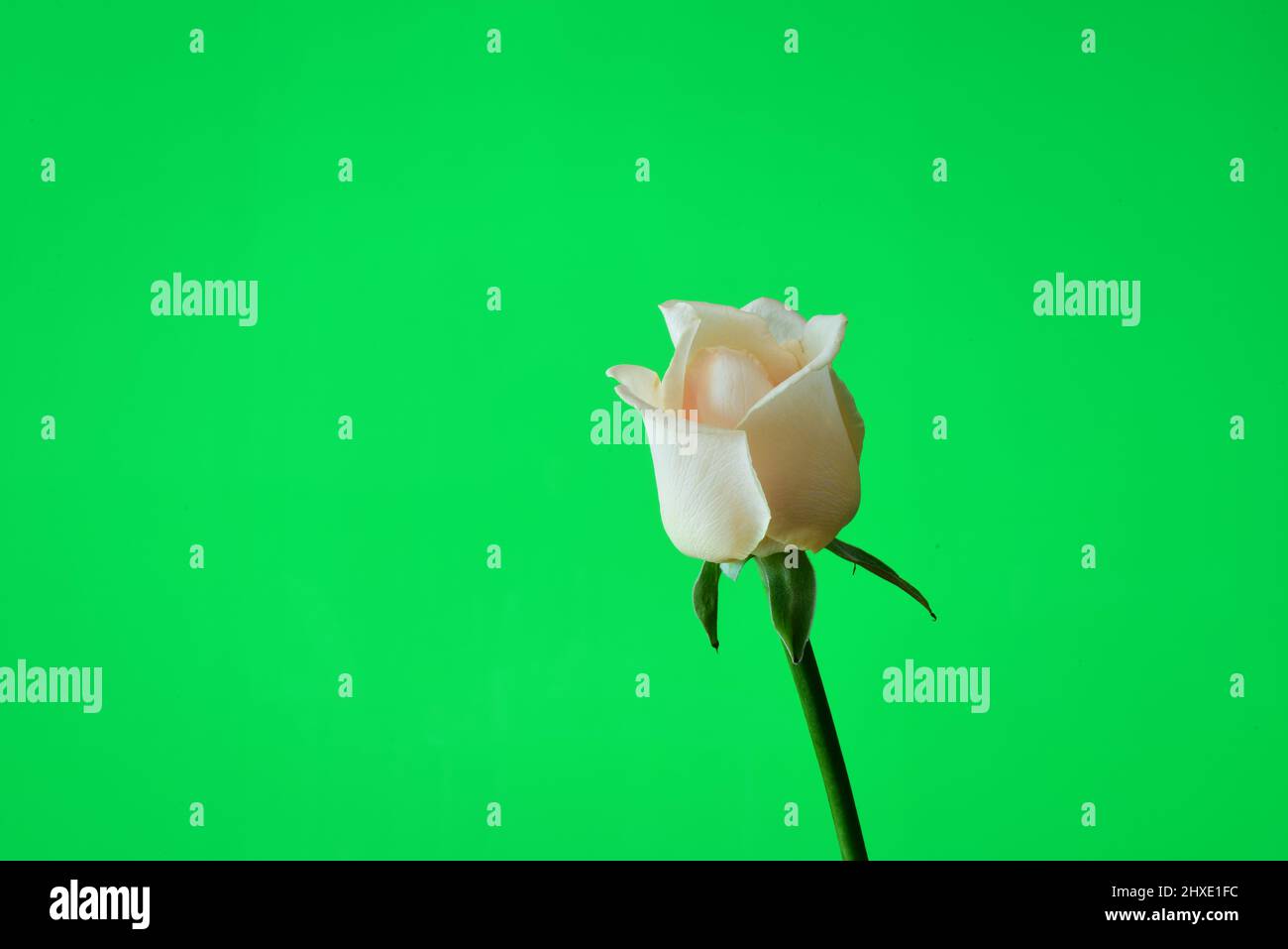 A red rose on simple background Stock Photo - Alamy