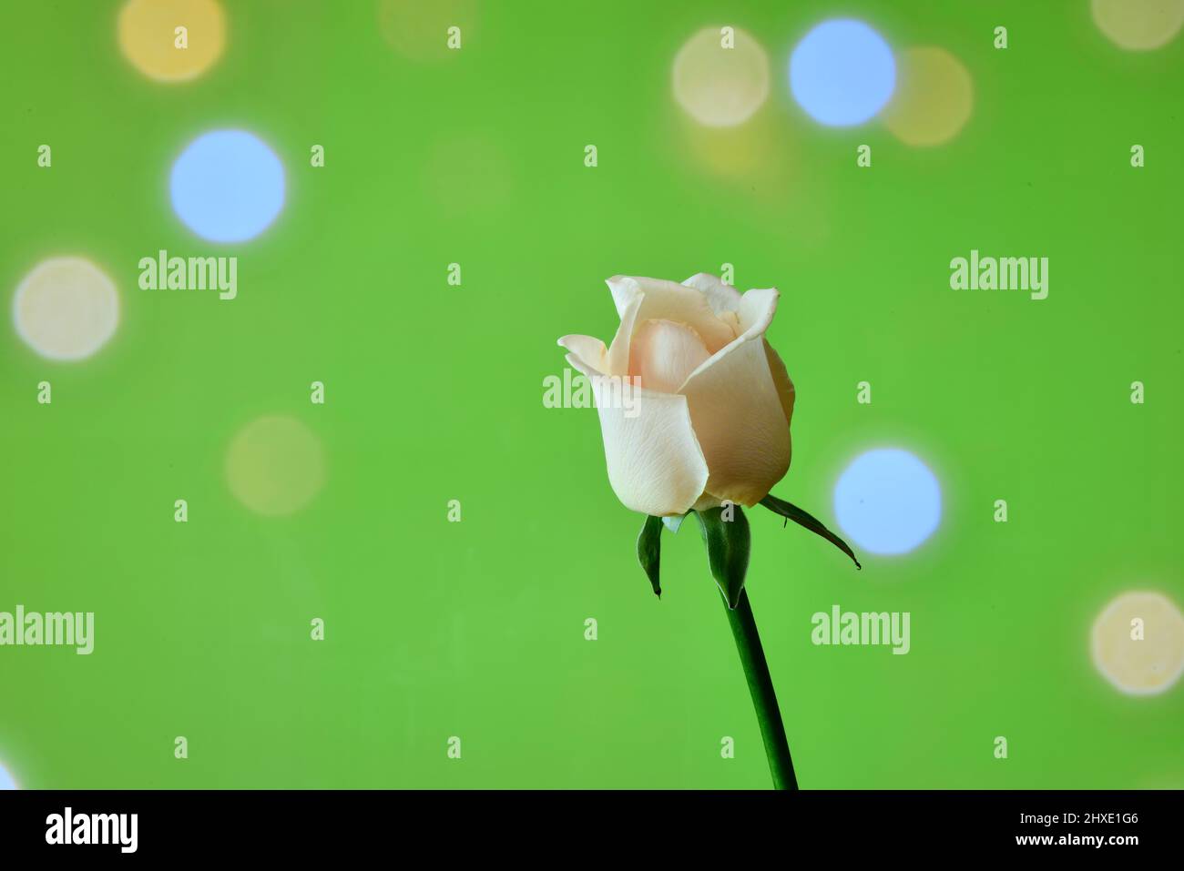 A red rose on simple background Stock Photo - Alamy