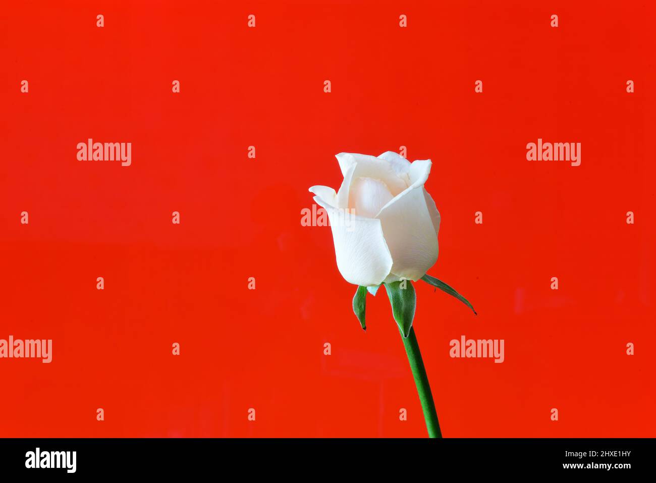A red rose on simple background Stock Photo - Alamy