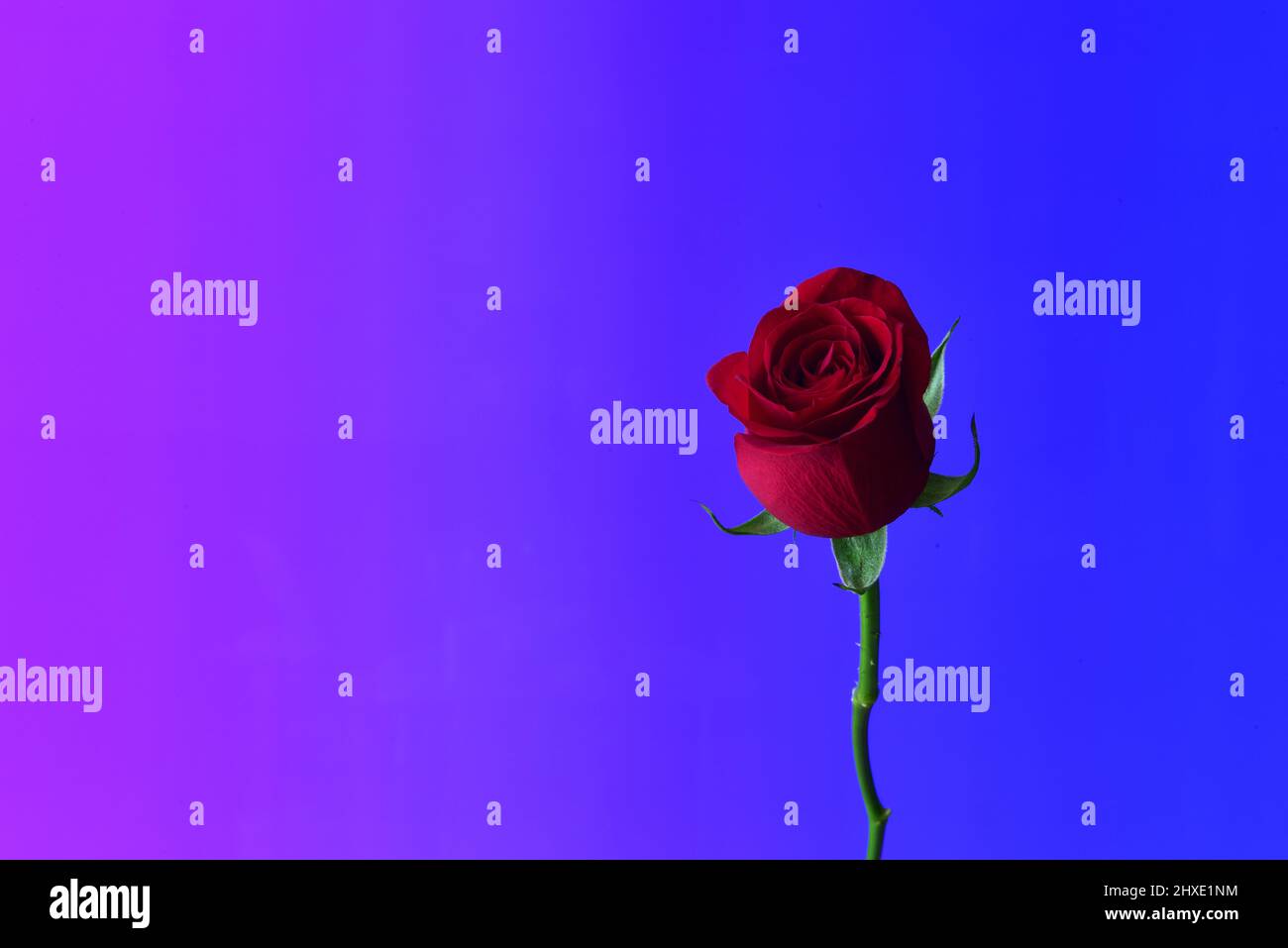 A red rose on simple background Stock Photo - Alamy