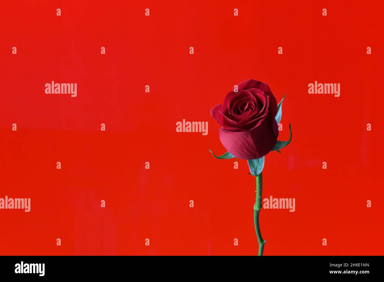 A red rose on simple background Stock Photo - Alamy