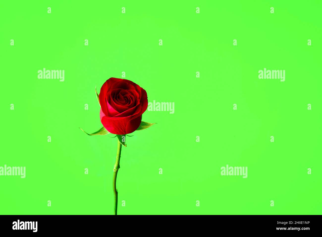 A red rose on simple background Stock Photo - Alamy
