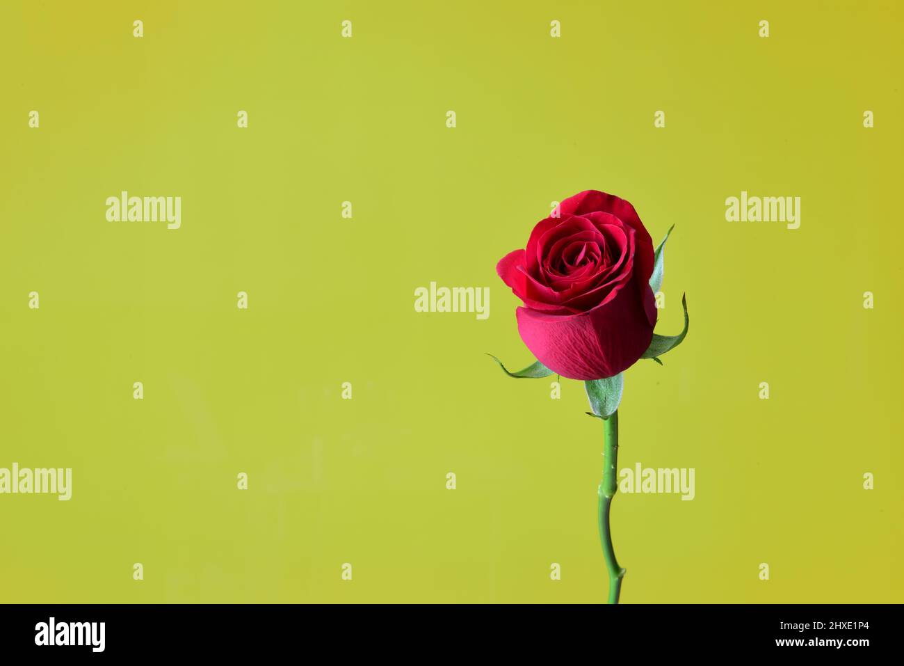 A red rose on simple background Stock Photo - Alamy