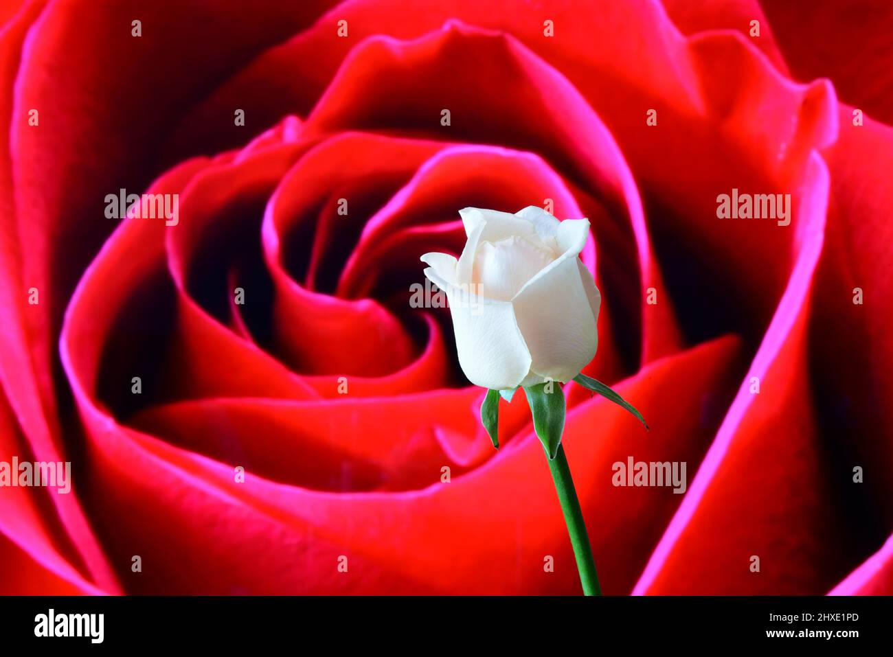 A red rose on simple background Stock Photo - Alamy