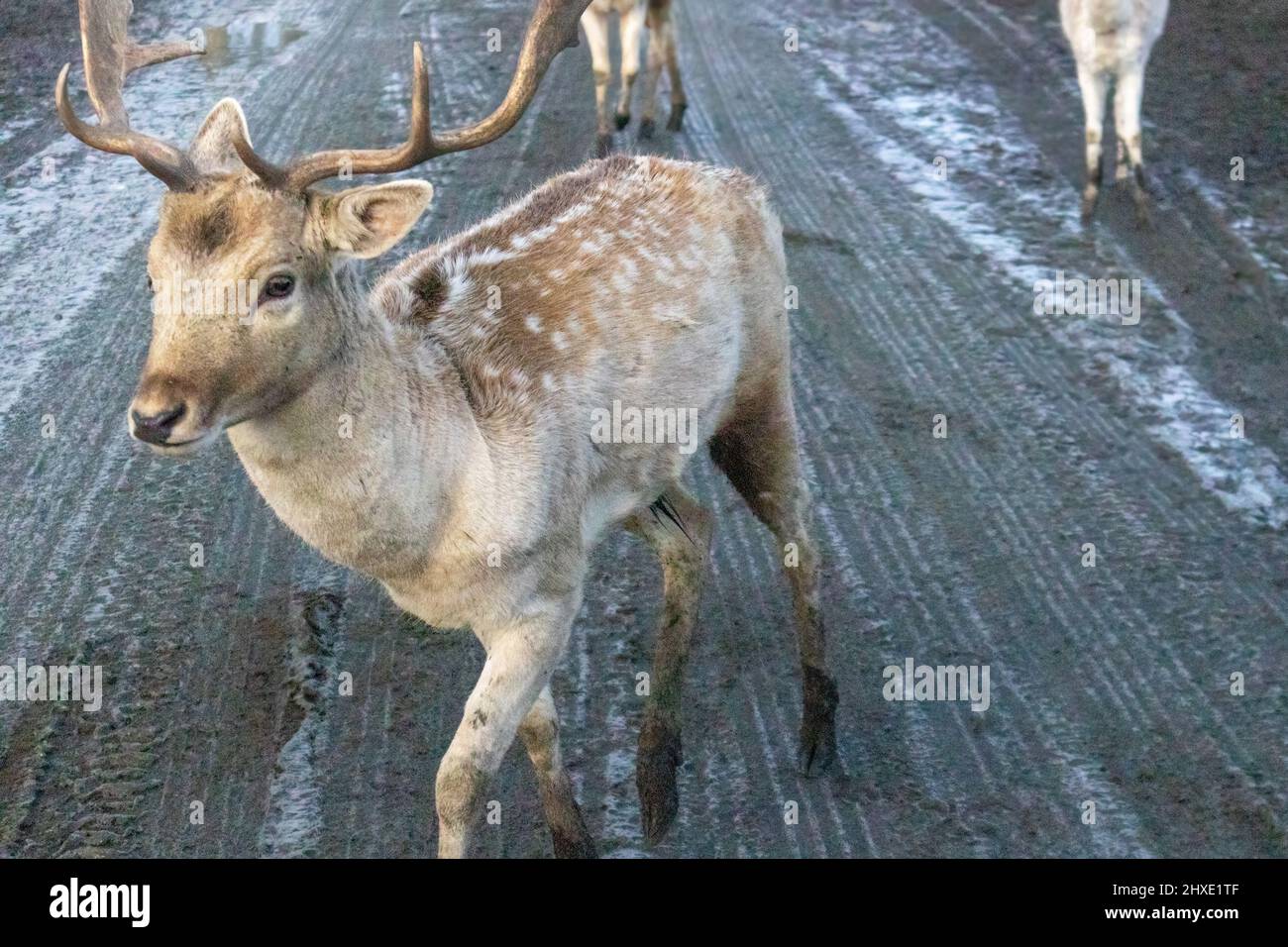 Wildlife reindeer antler on road hi-res stock photography and images ...