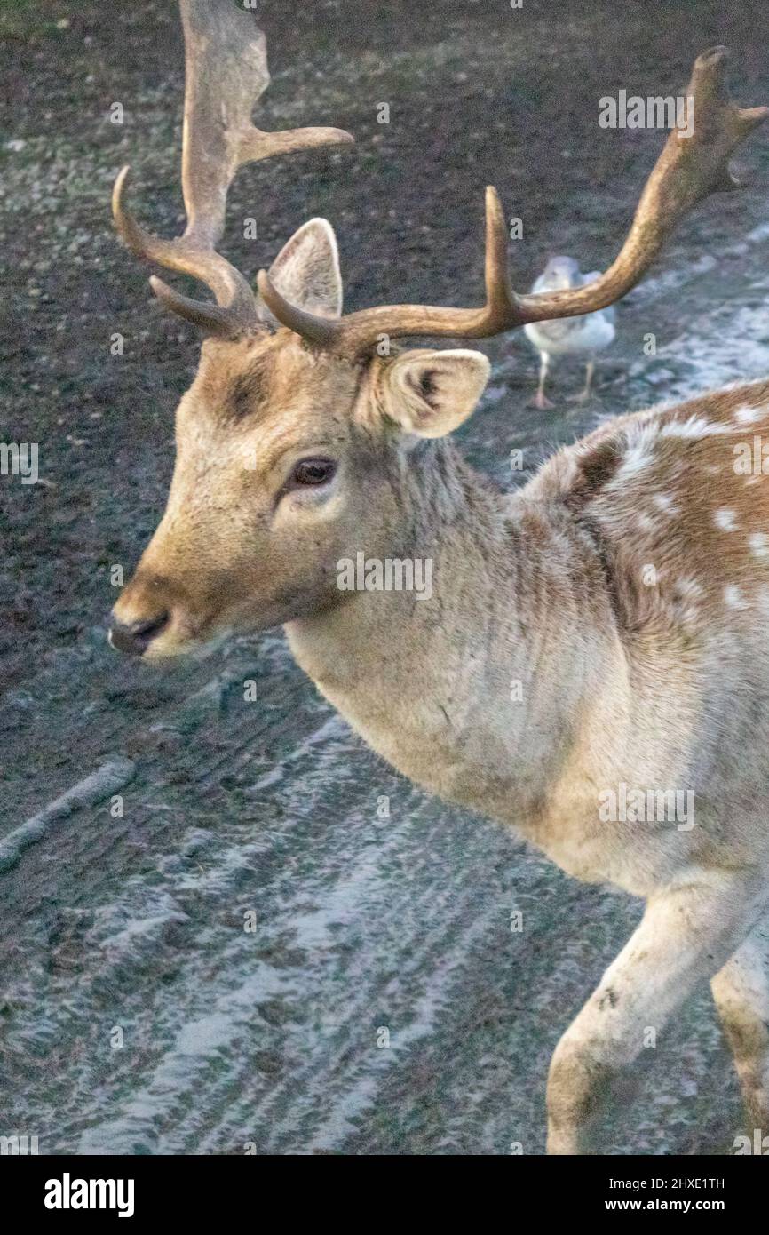 small reindeer walking on muddy roads in mild winter Stock Photo - Alamy