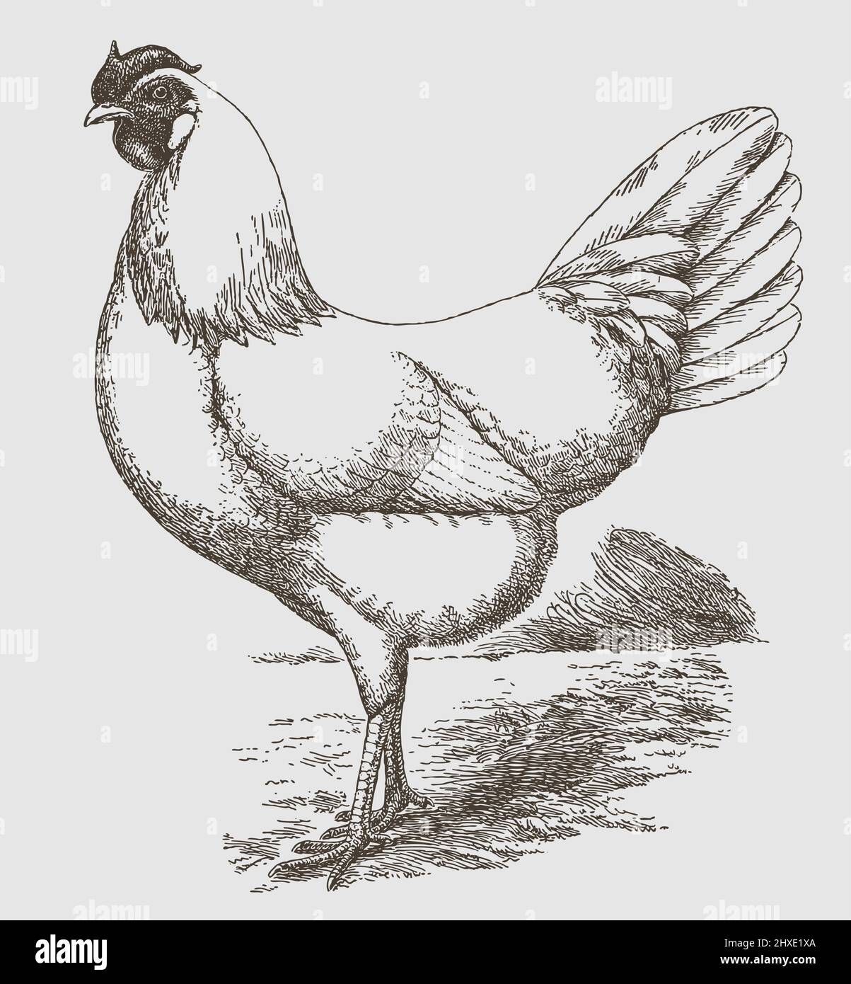 Leghorn hen Stock Vector Images - Alamy