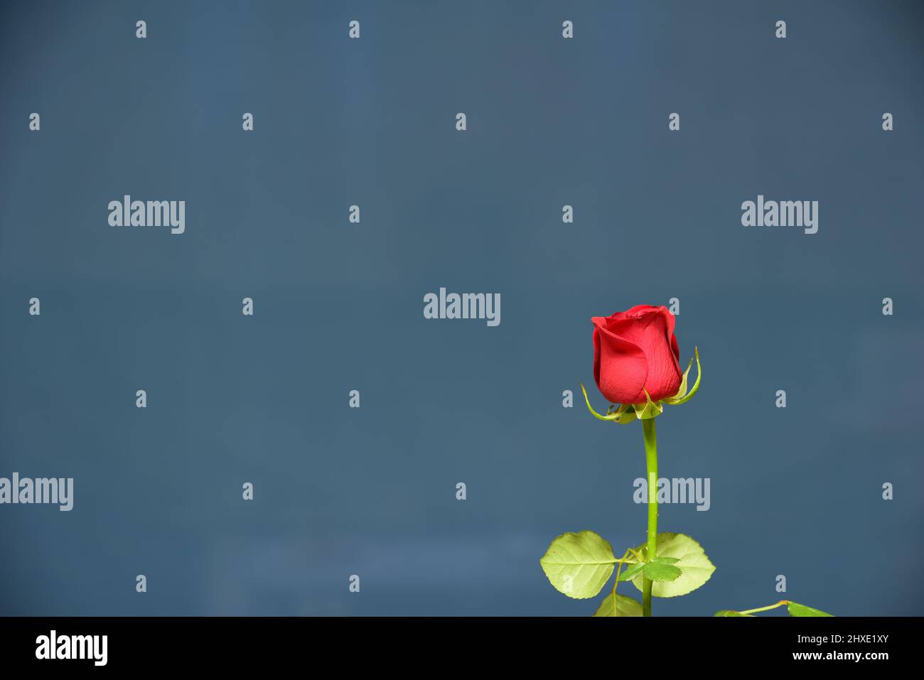 A red rose on simple background Stock Photo - Alamy