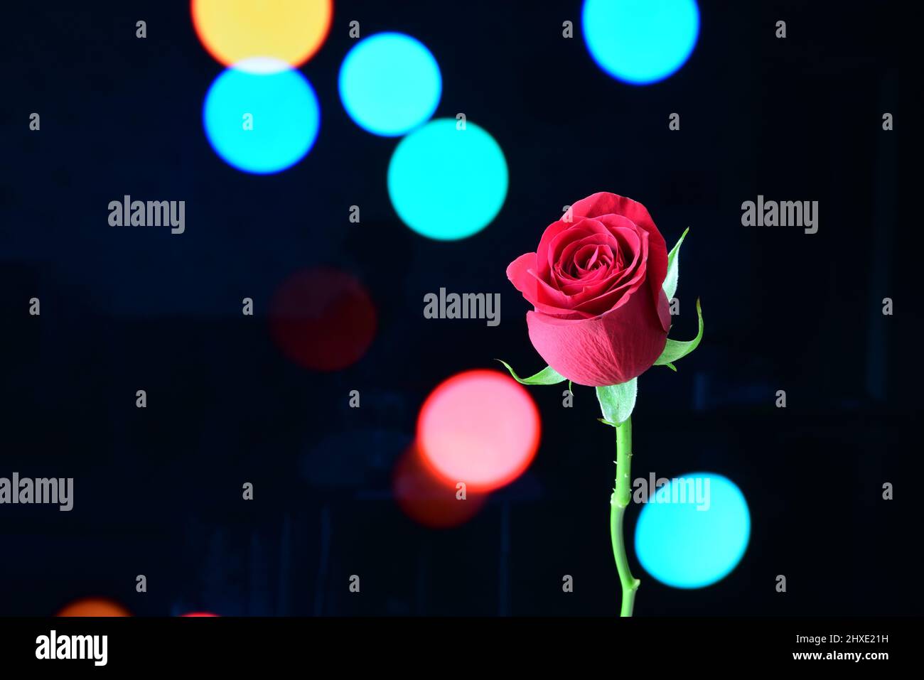 A red rose on simple background Stock Photo - Alamy