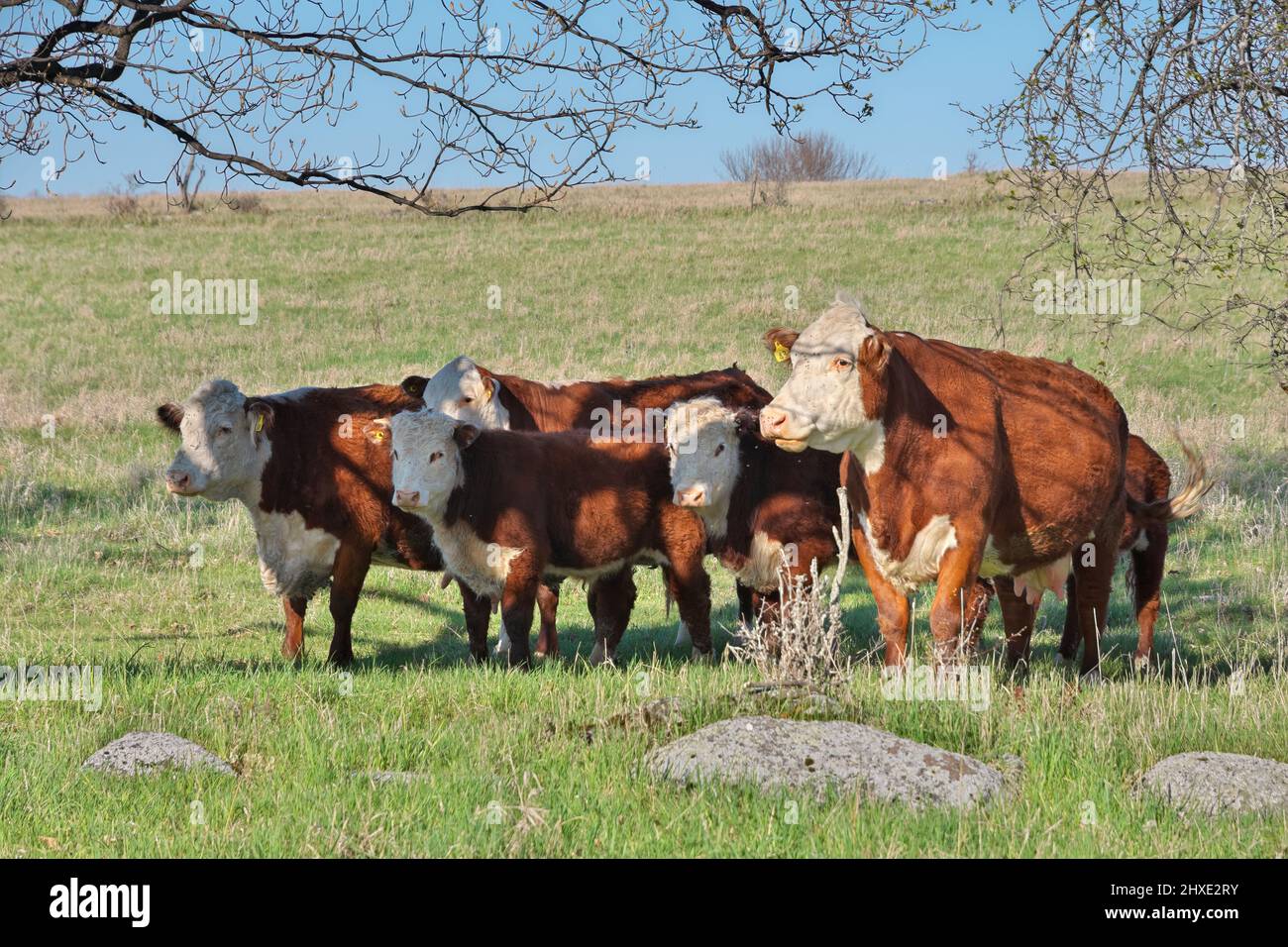 Cow in field beef cattle hi-res stock photography and images - Alamy
