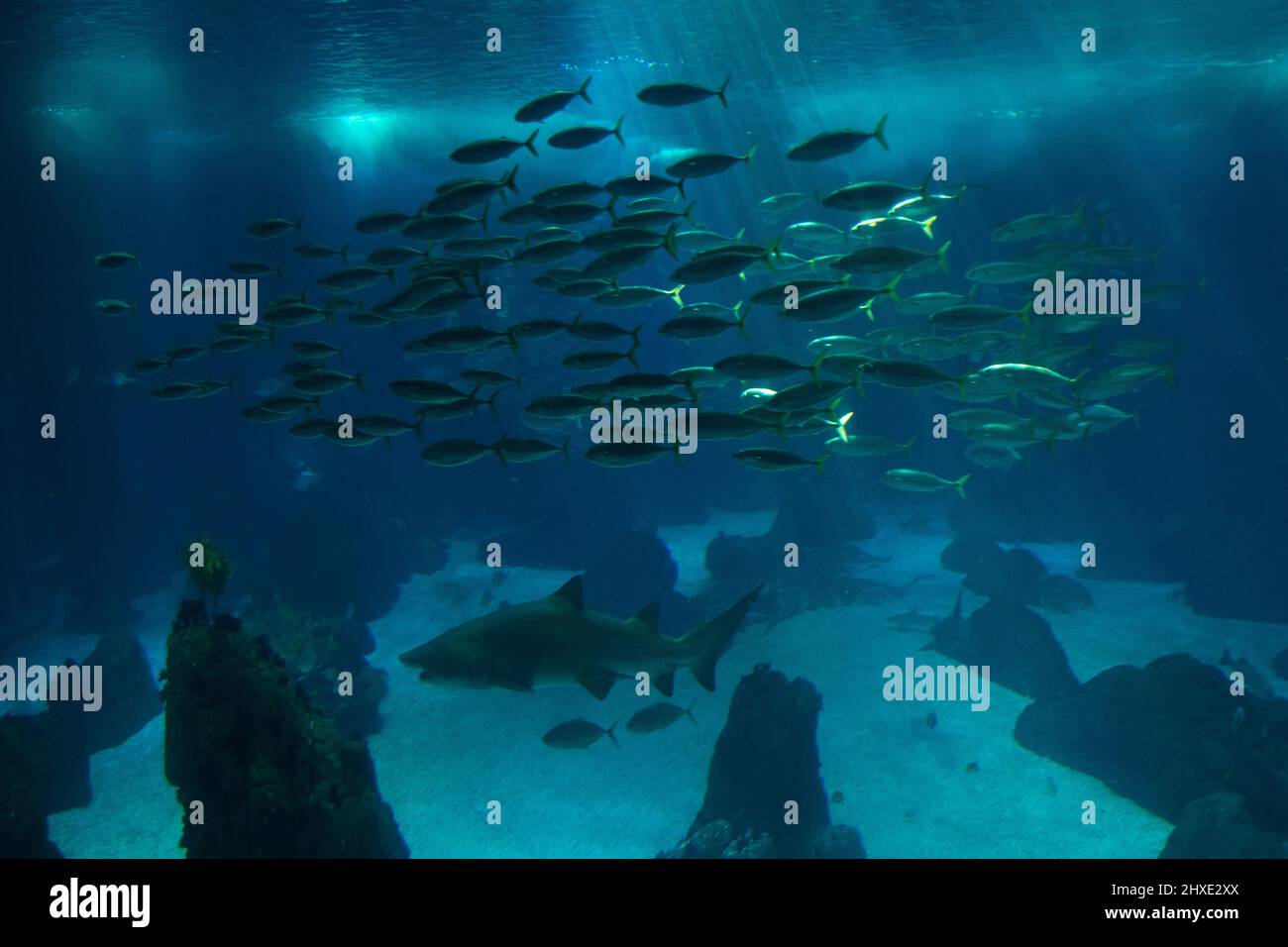 Shark under jack fishes on the biggest european tank swimming ...