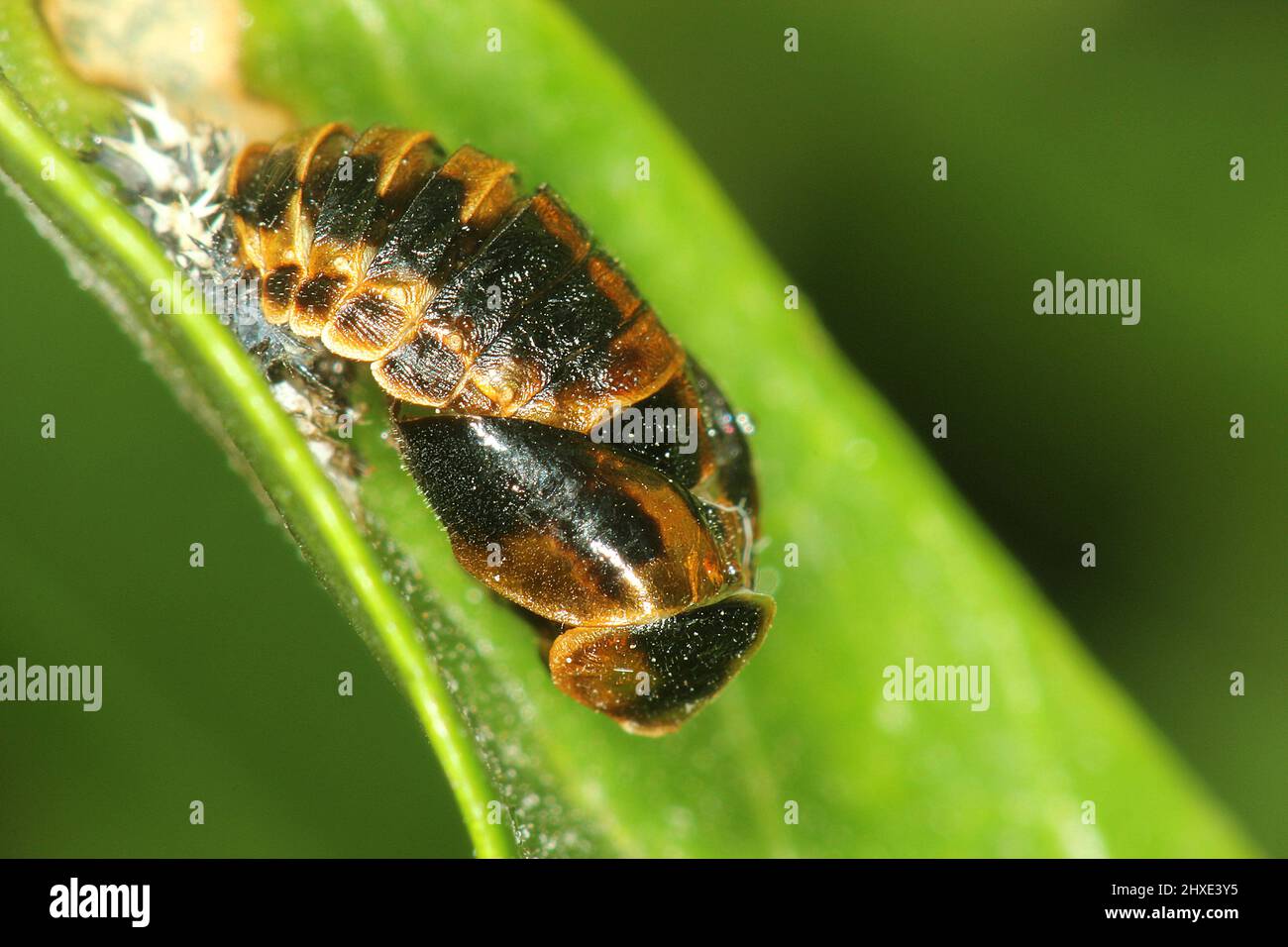 Asian (Harlequin) lady beetle (Harmonia axyridis) adult and pupa stage ...