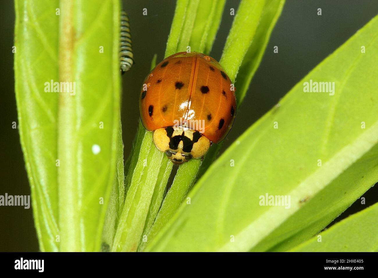Asian (Harlequin) lady beetle (Harmonia axyridis) adult and pupa stage ...