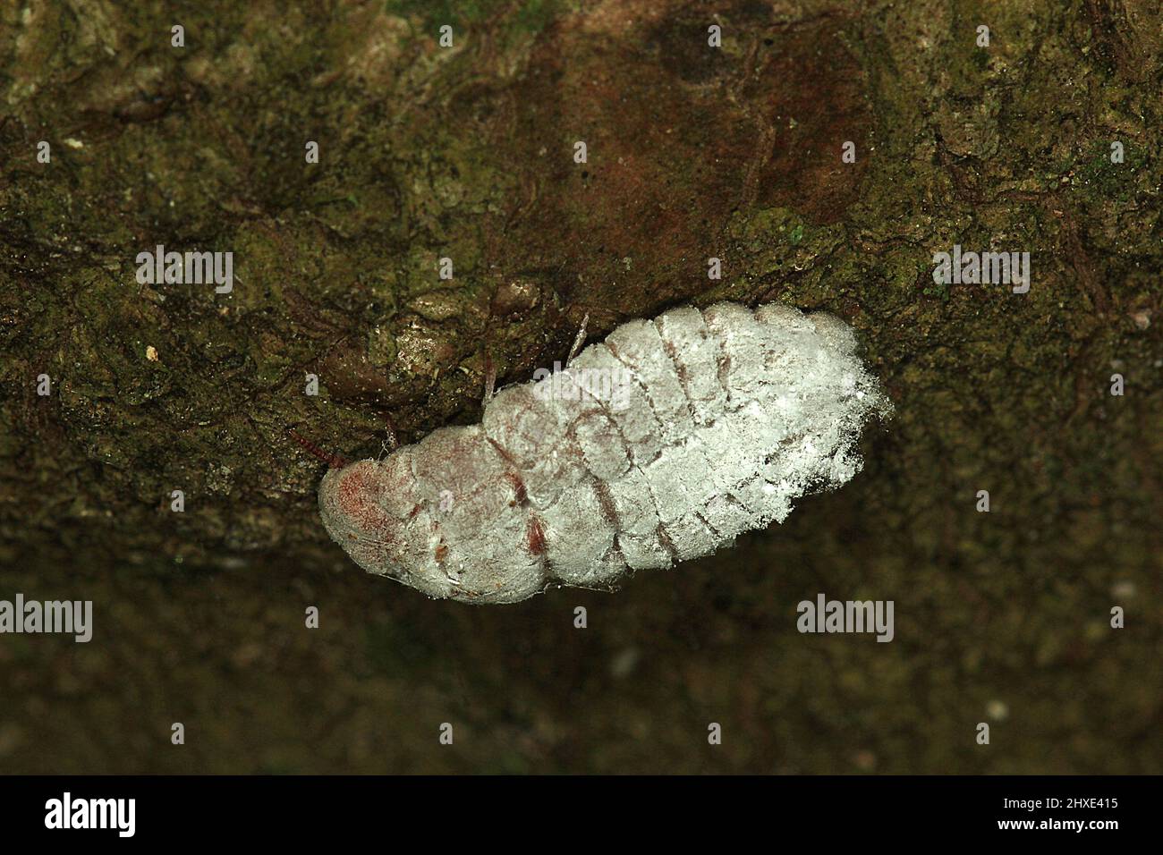 Female lice hi-res stock photography and images - Alamy